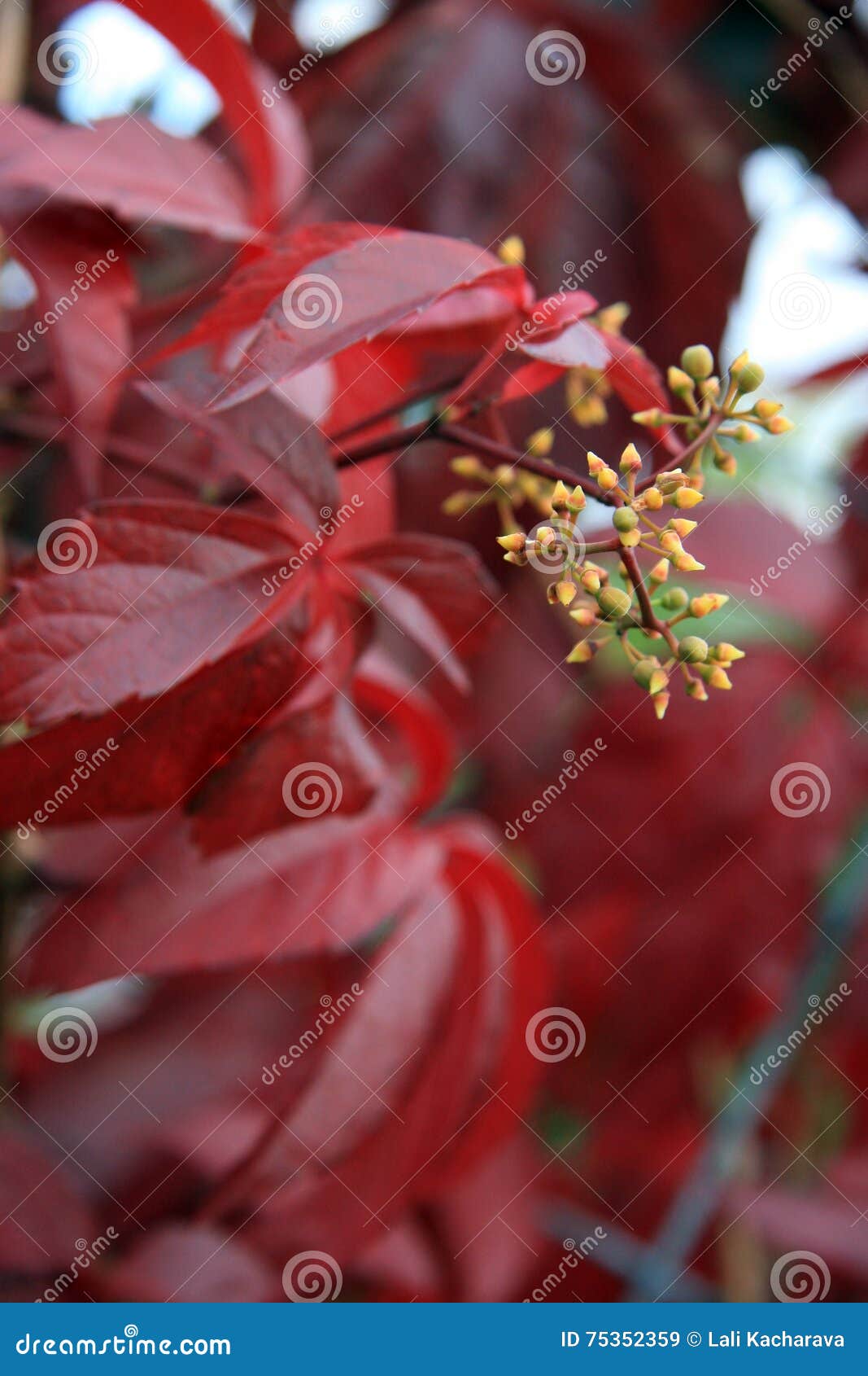 Arce rojo imagen de archivo. Imagen de plantas, zurich - 75352359