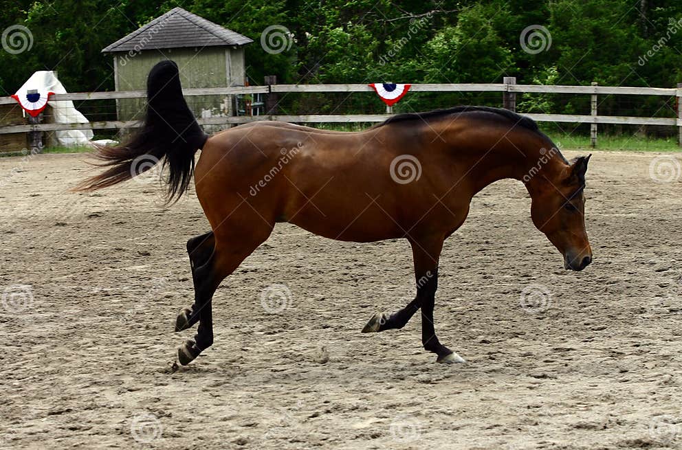 Arch stock image. Image of trot, outdoor, stallion, equine - 549575