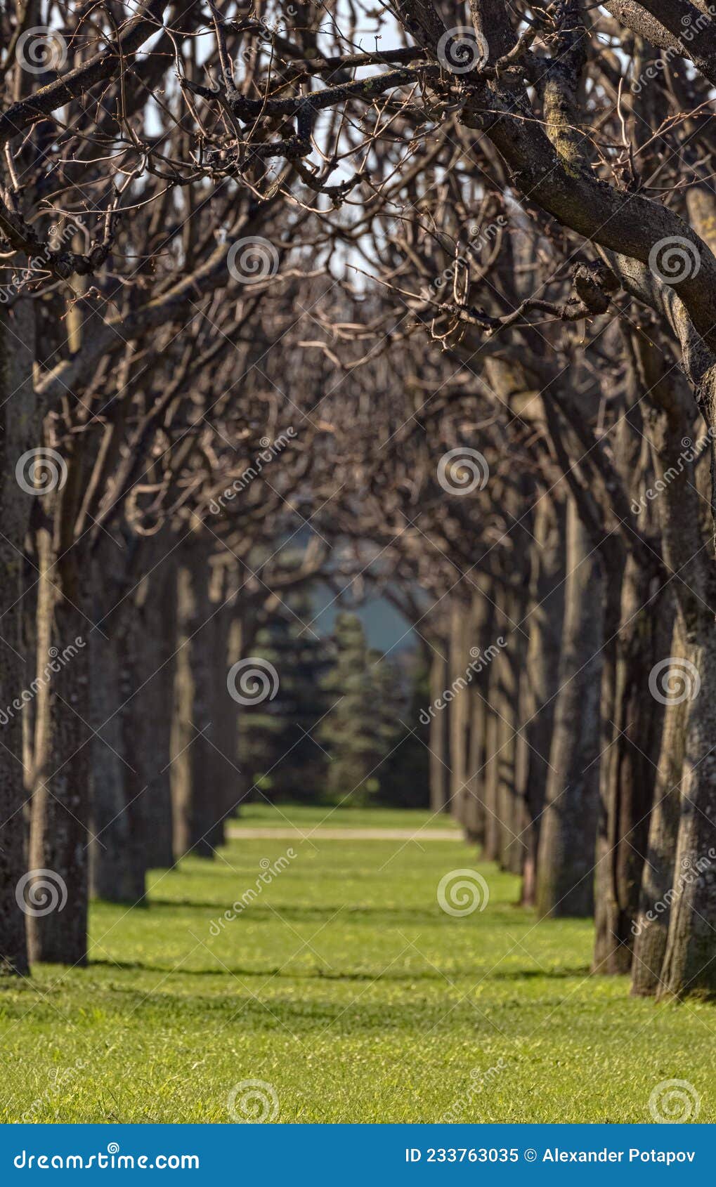 Arch from Bare Tree Branches Above Green Grass Stock Image - Image of ...