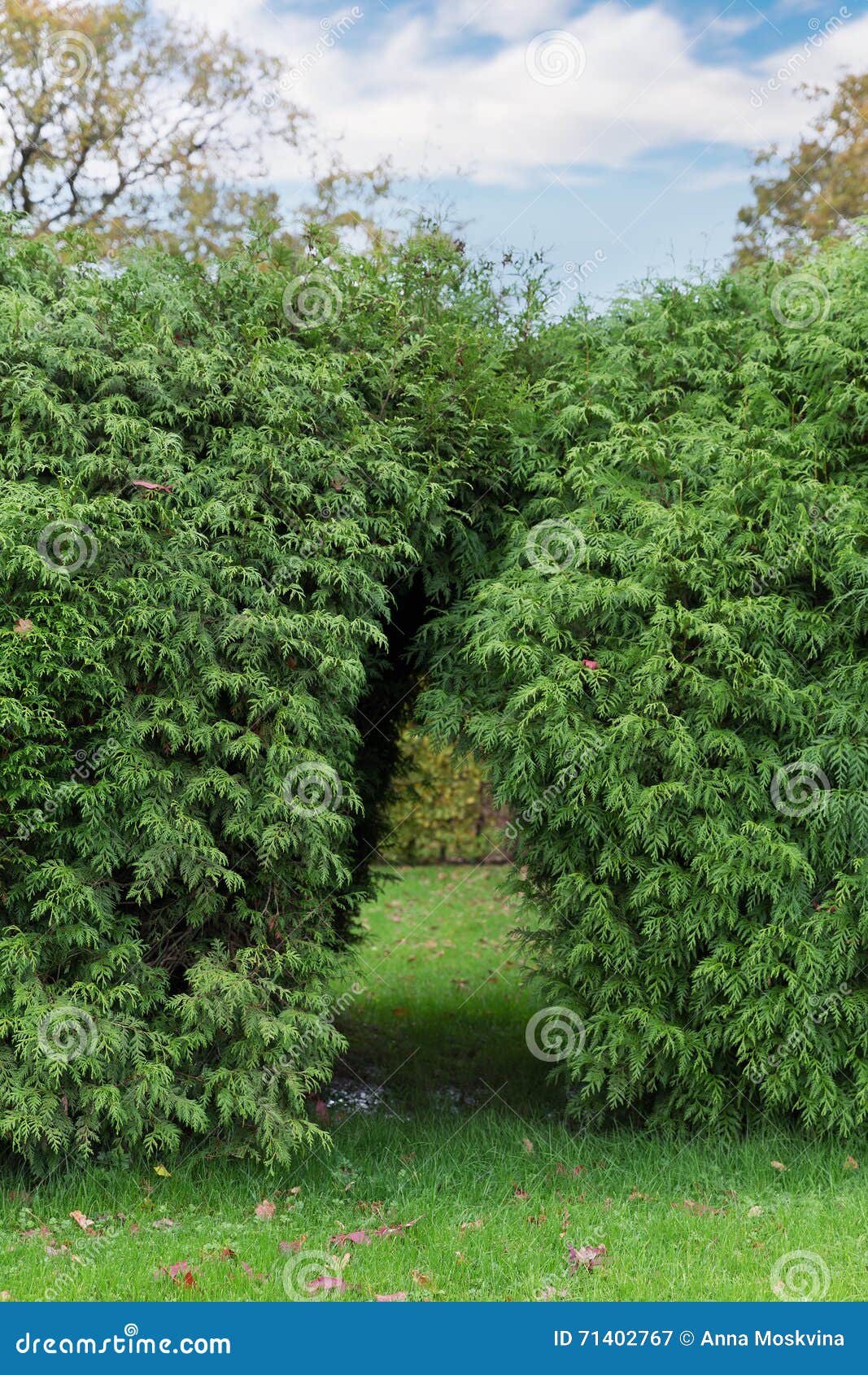 Arch of bush in park stock image. Image of tree, garden - 71402767