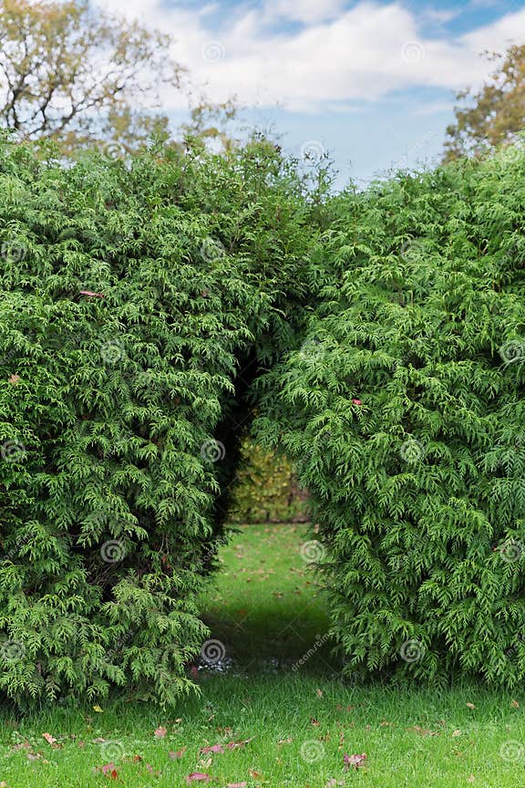 Arch of bush in park stock image. Image of tree, garden - 71402767