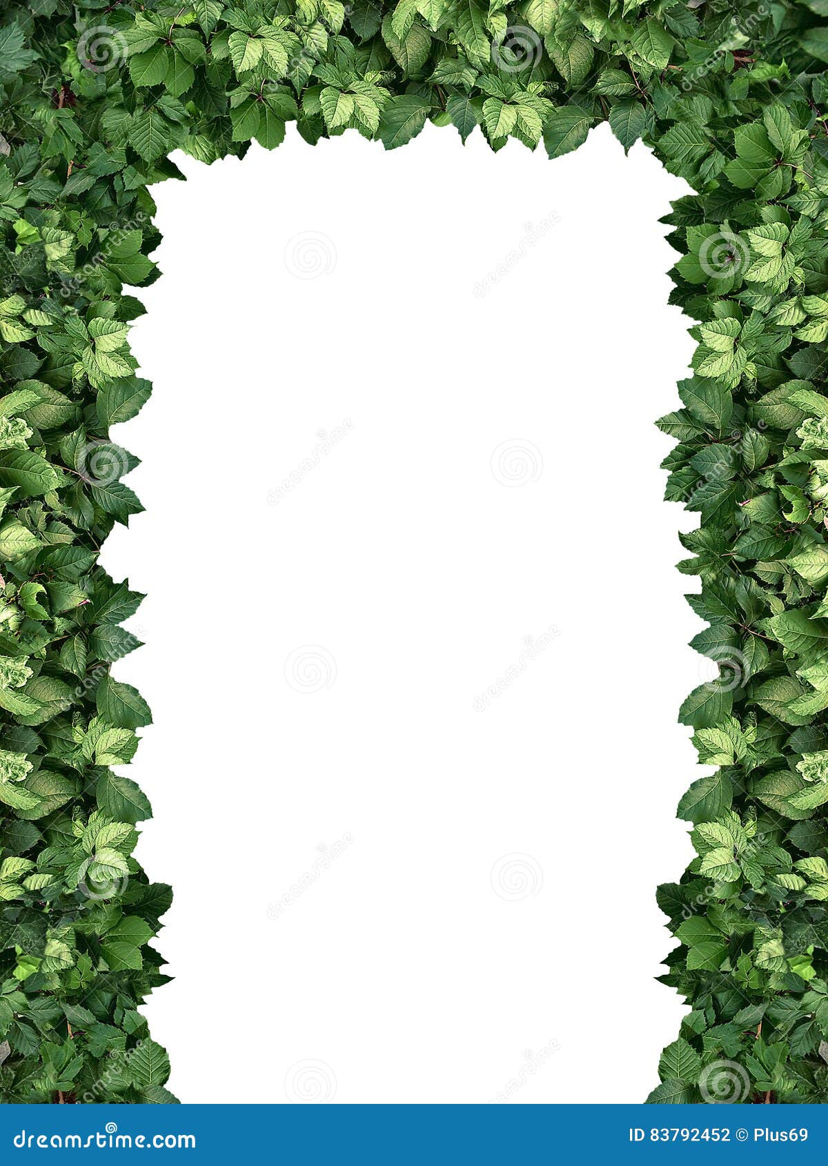 Arch of Climbing Green Plant Isolated on White Background Stock Photo ...