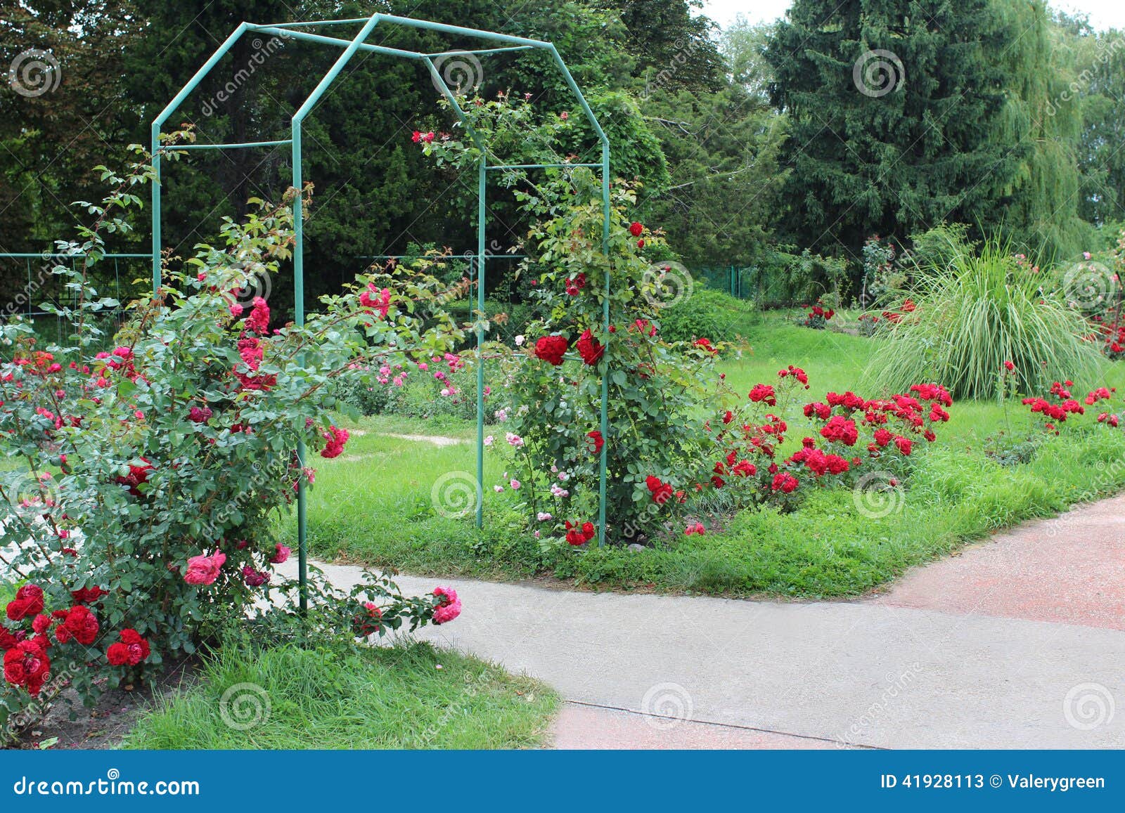Arch with climbing rose stock image. Image of arrangement - 41928113