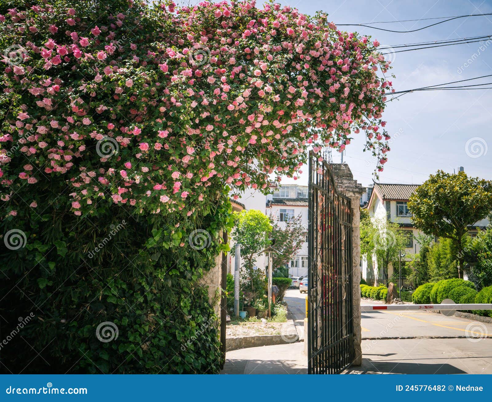 Arch entrance stock photo. Image of rose, gardening - 245776482
