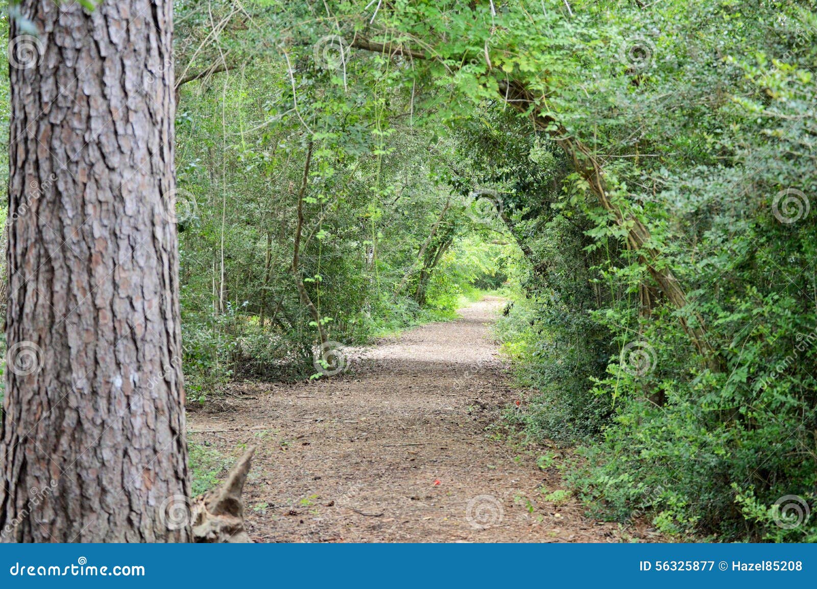 Arch in forest stock image. Image of surrounds, path - 56325877