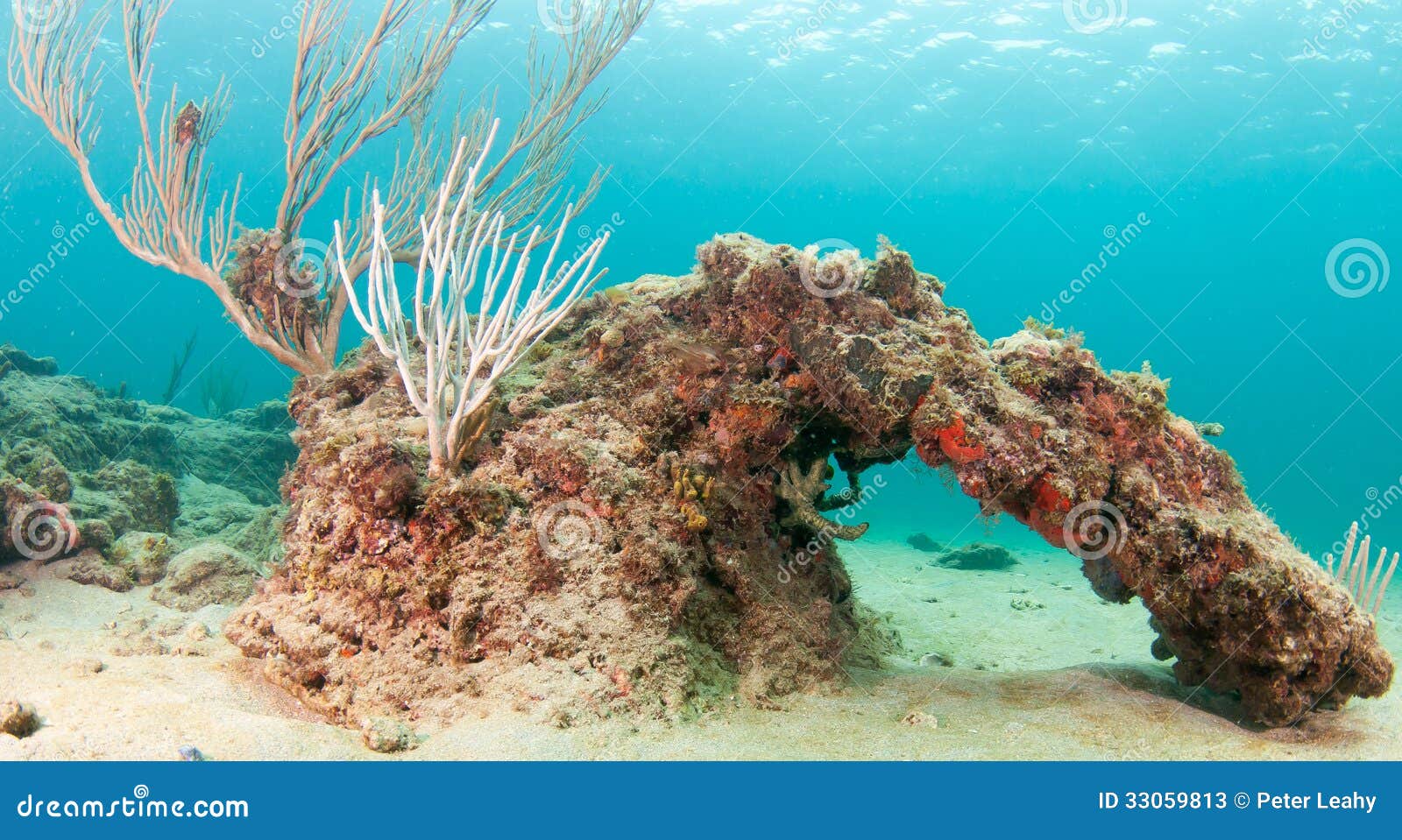 Arch Formed by Growth of Coral Stock Image - Image of ichthyology ...