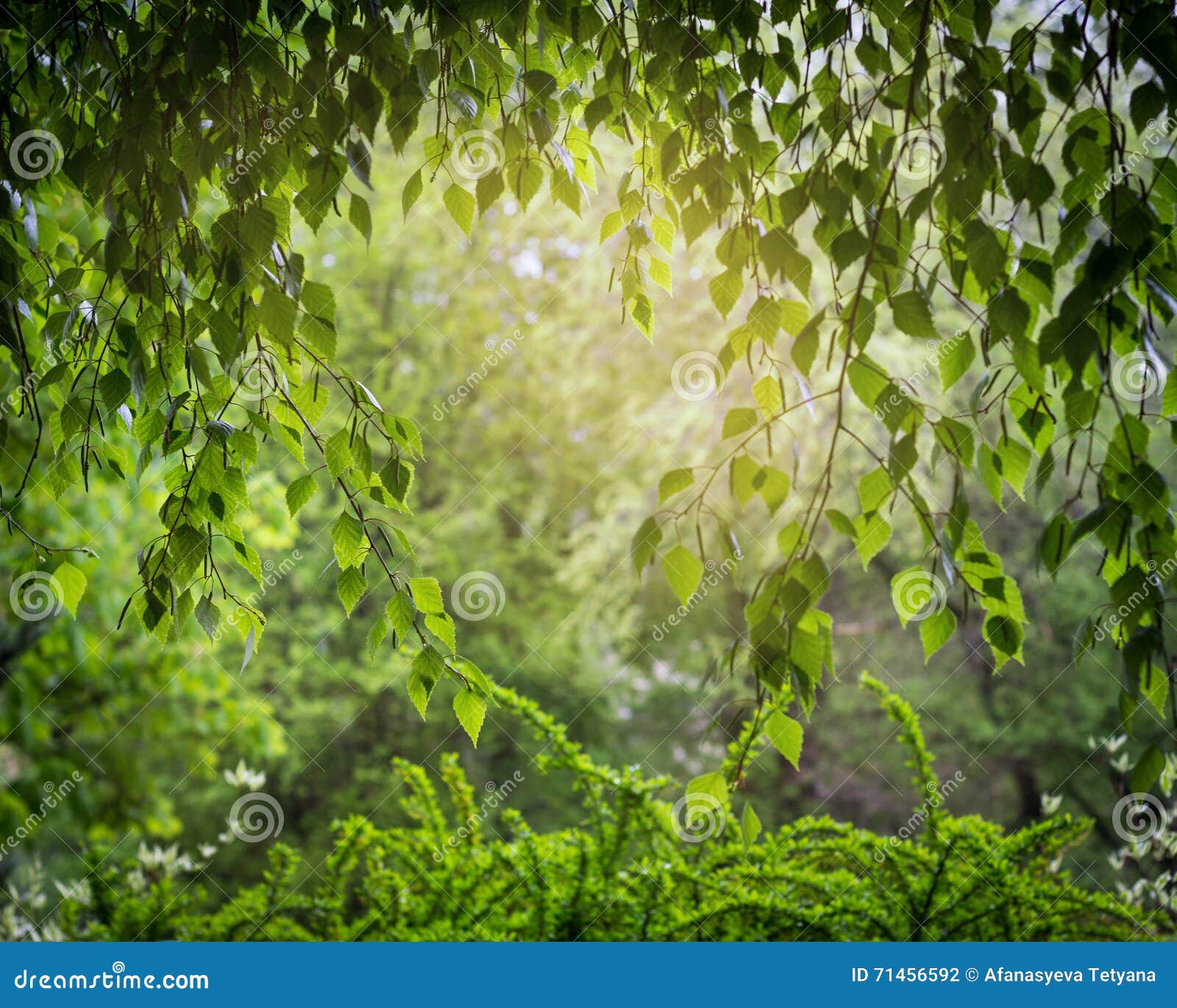 Arch of green leaves. stock photo. Image of background - 71456592