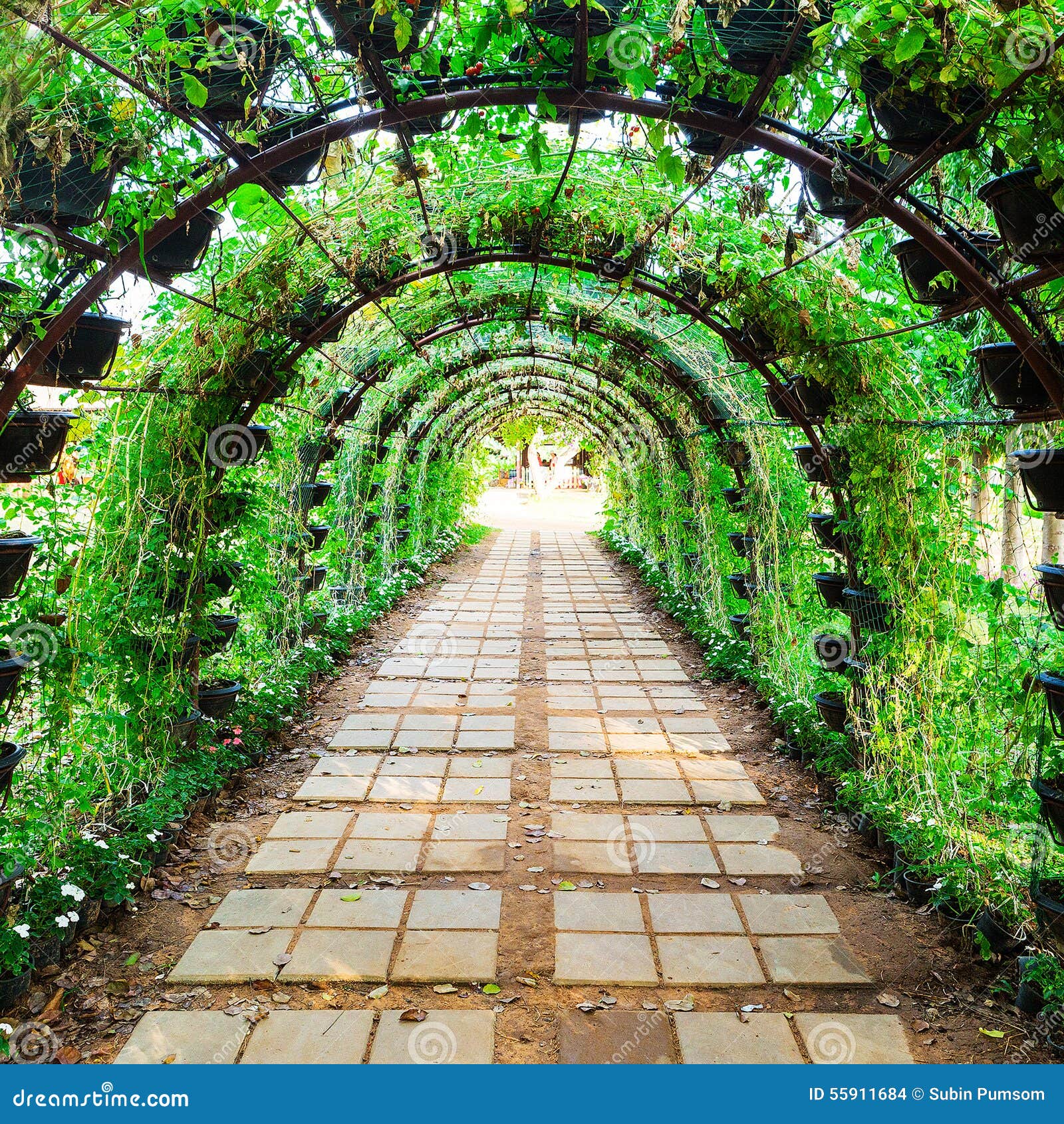 Arch of the Greenhouse Tomato Seedlings in Early Spring Stock Photo ...