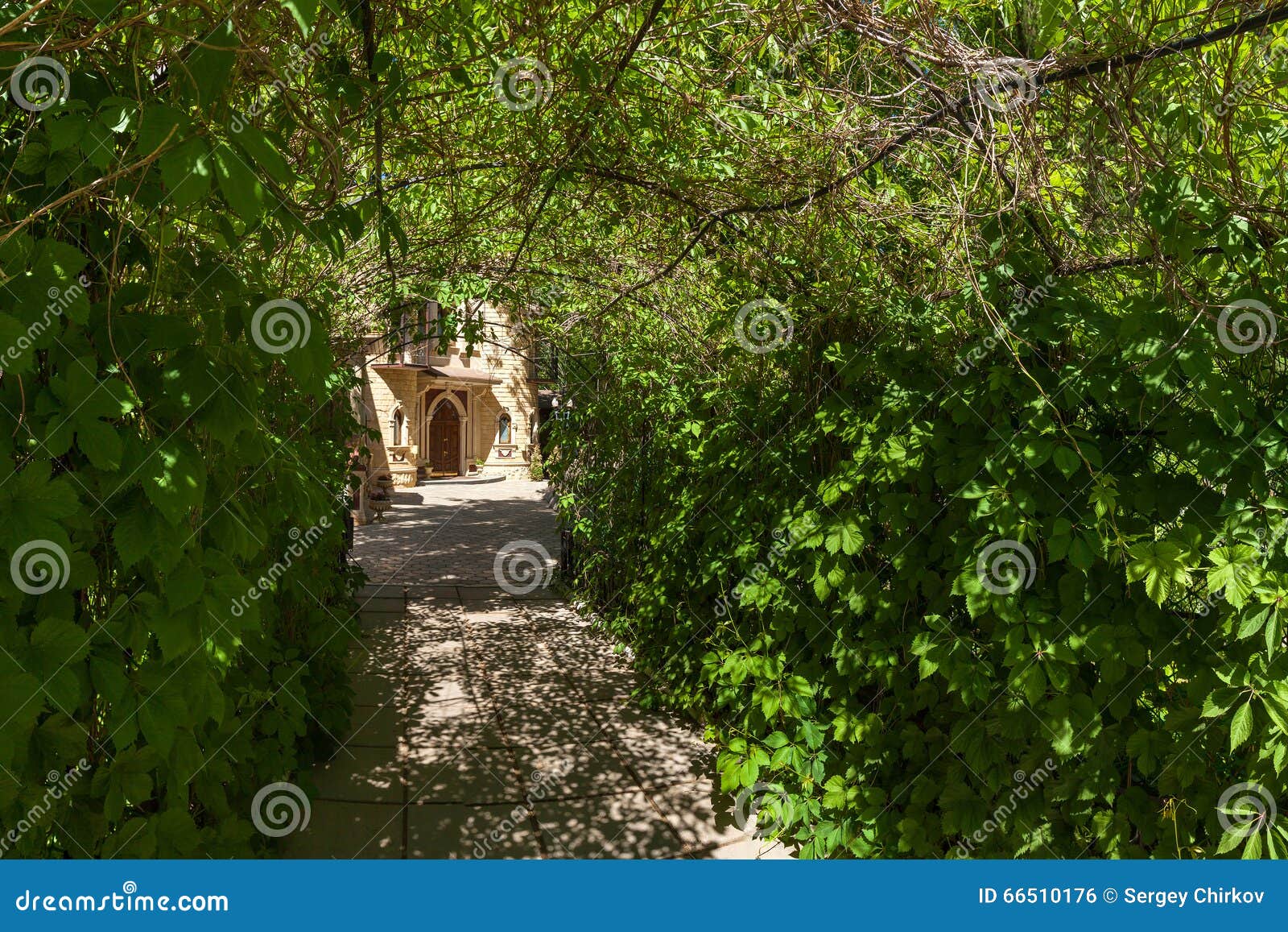 Arch the Leader Braided by a Grapevine Stock Photo - Image of sunlight ...
