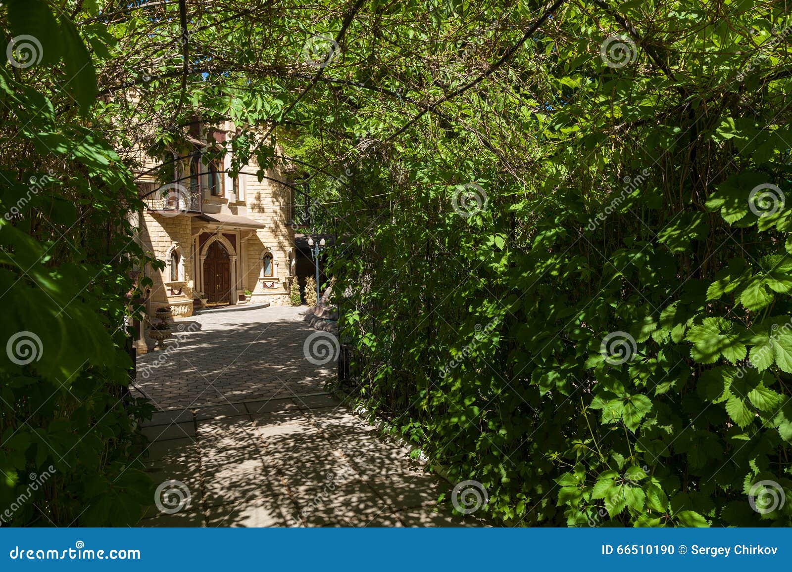 Arch the Leader Braided by a Grapevine Stock Photo - Image of tunnel ...