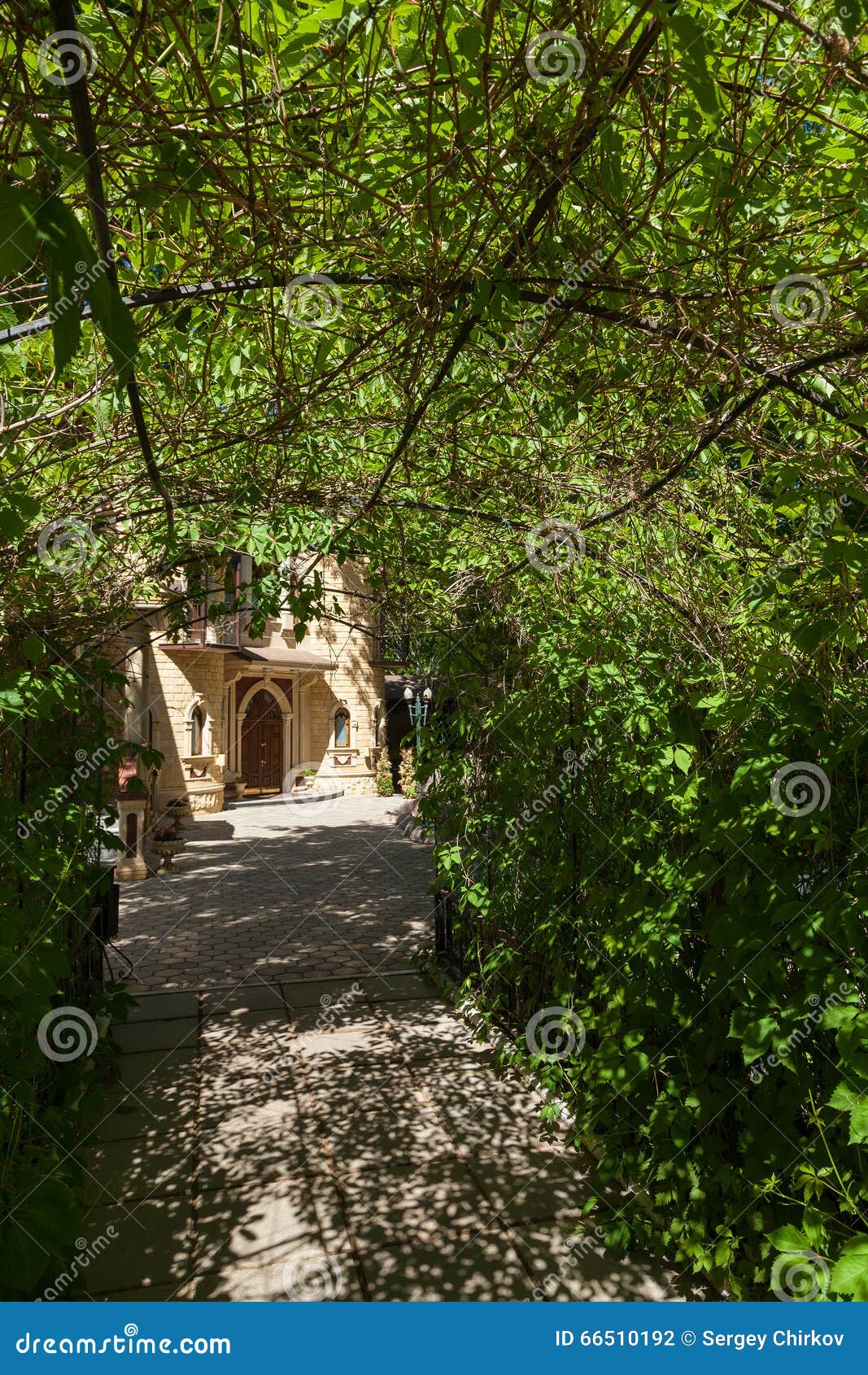 Arch the Leader Braided by a Grapevine Stock Photo - Image of green ...