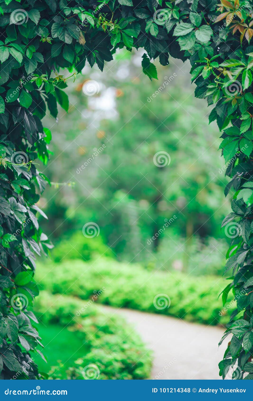 Arch of foliage stock photo. Image of color, forest - 101214348