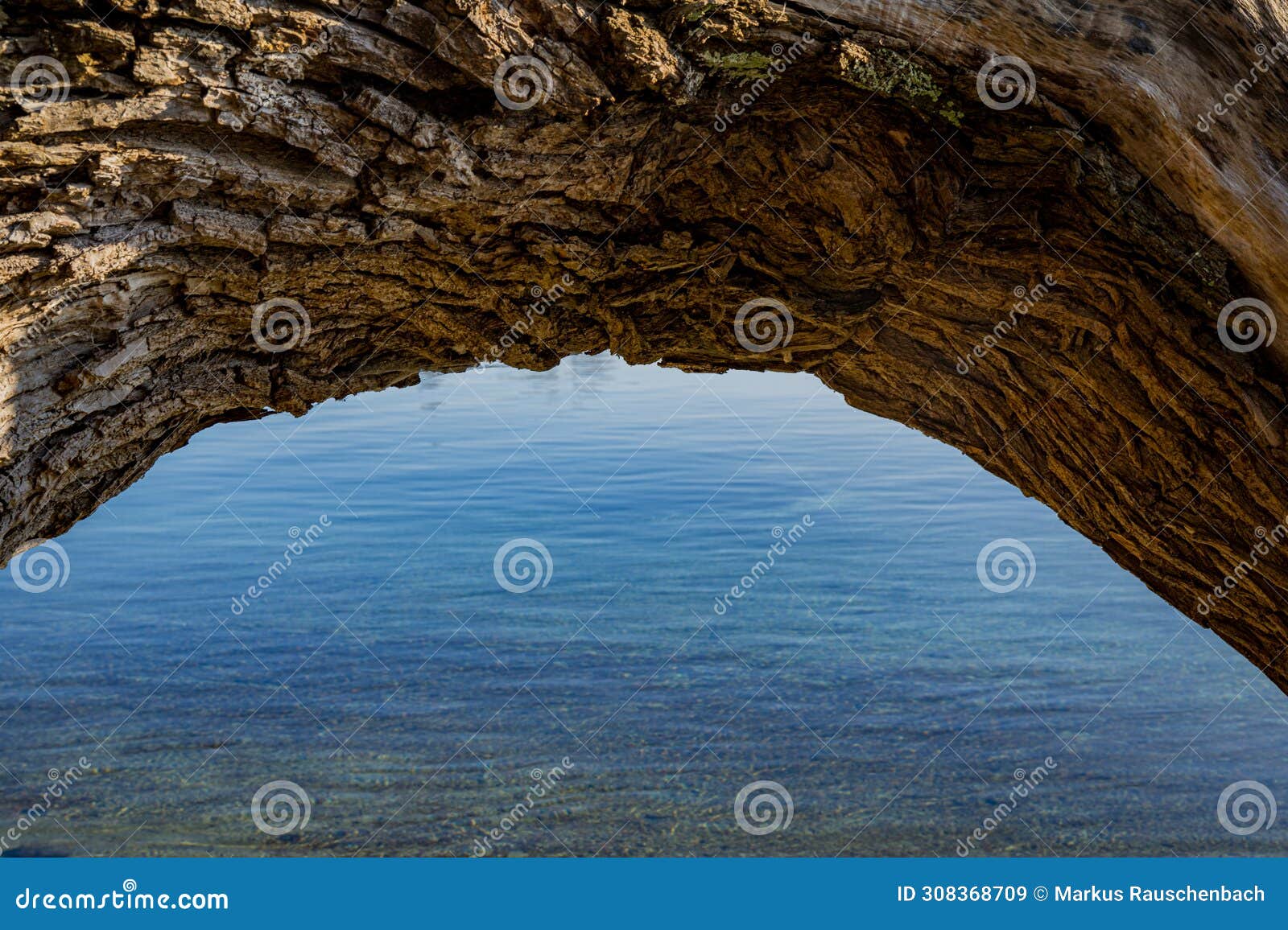Bent Tree Over Water on the Rhine in Constance in Germany Stock Image ...