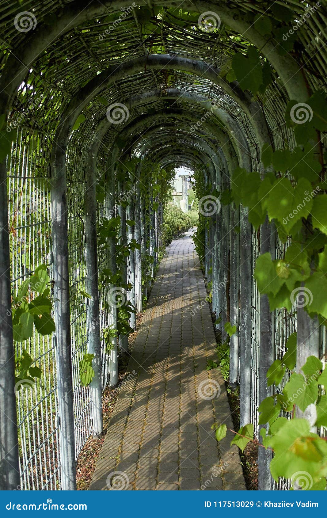 Arch stock image. Image of plants, arch, path, covered - 117513029