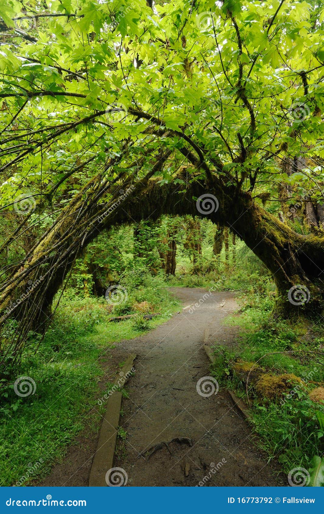 Arch in rain forest stock photo. Image of nature, national - 16773792