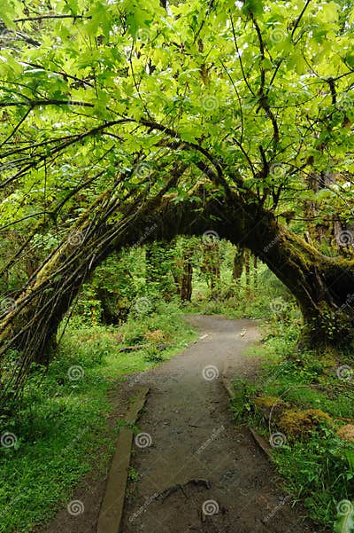Arch in rain forest stock photo. Image of nature, national - 16773792
