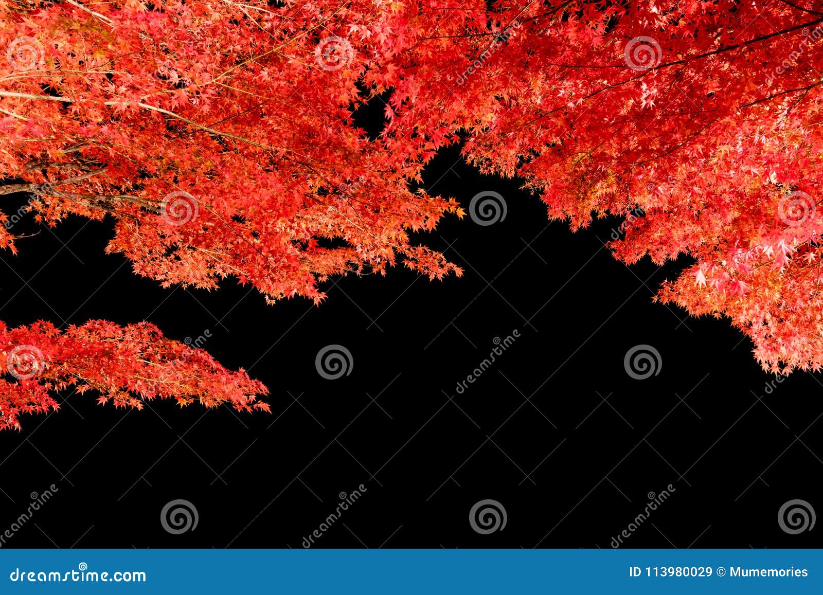 Arch Red Maple in Autumn Season Stock Image - Image of november ...