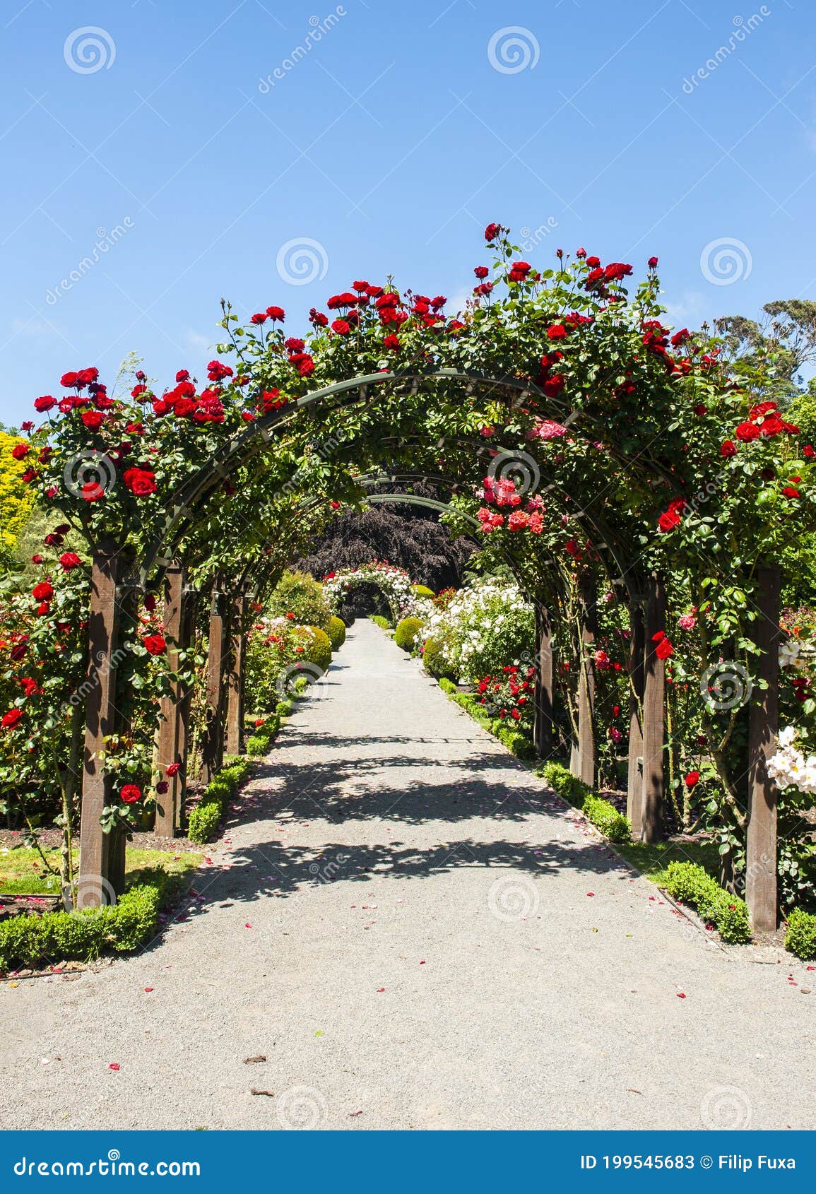 Arch with Red Roses in the Garden Stock Image - Image of roses ...