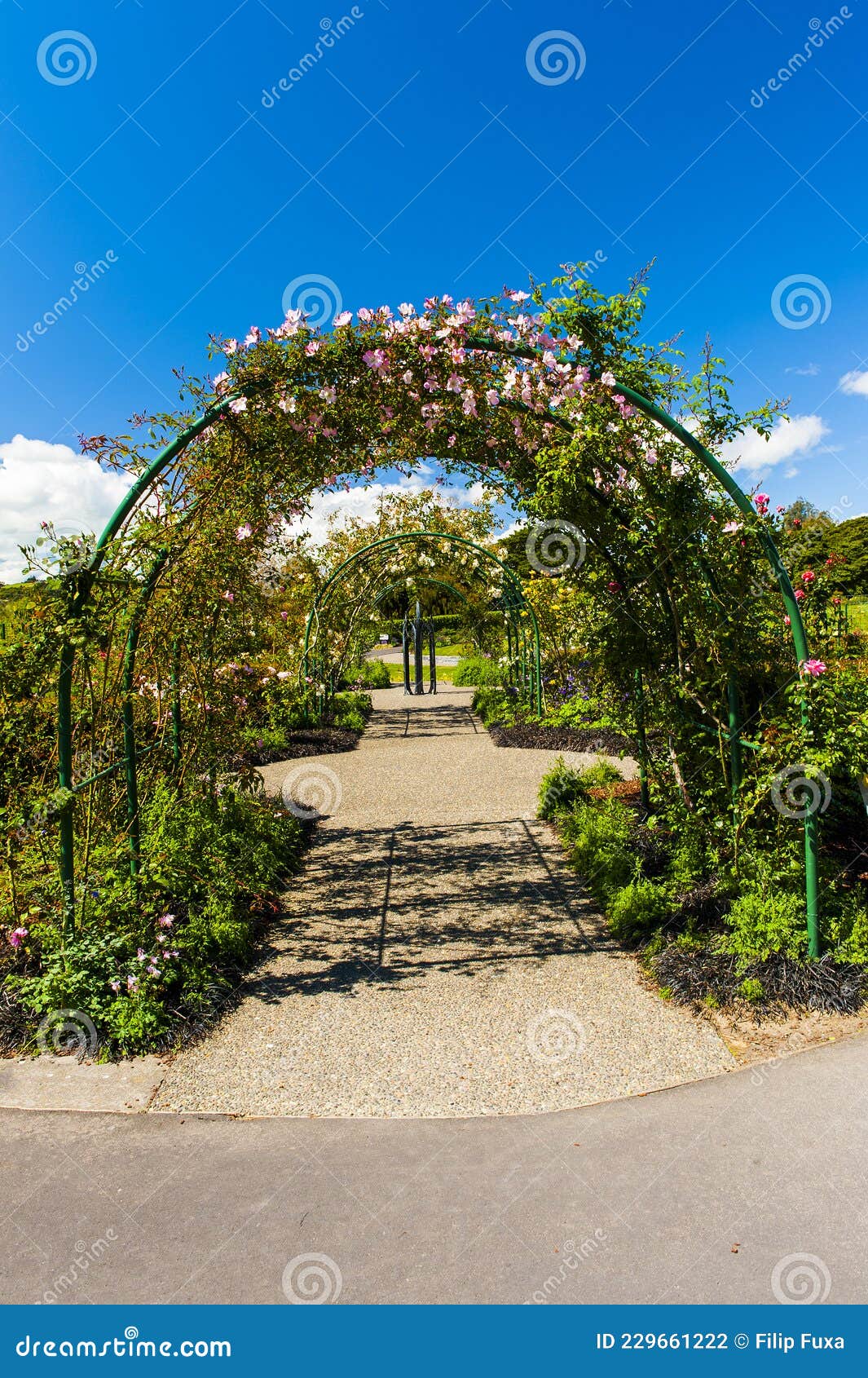 Arch with Red Roses in the Garden Stock Photo - Image of path, garden ...