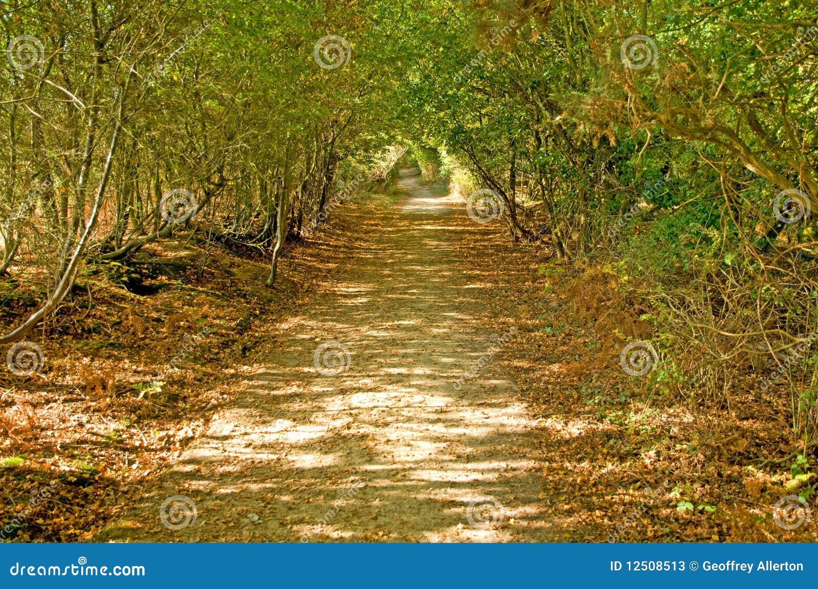 Arch of trees stock image. Image of arch, trees, landscape - 12508513