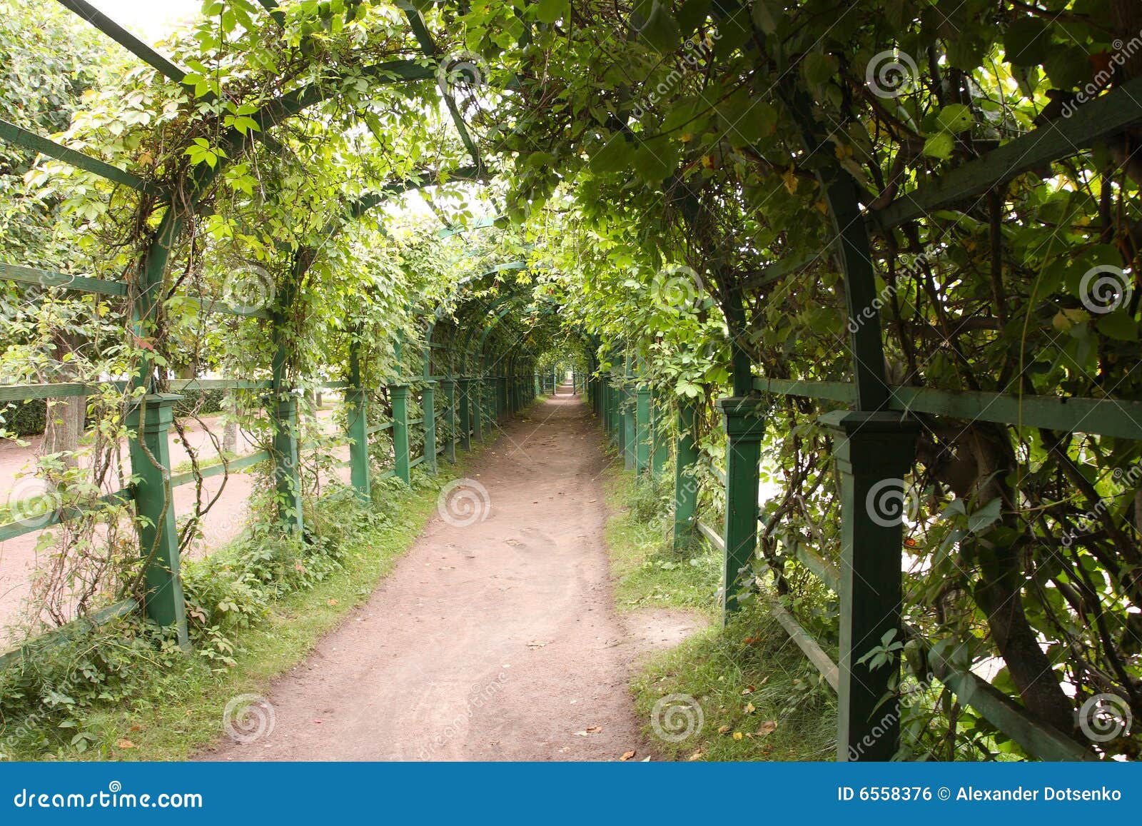 Arch of trees stock photo. Image of stroll, park, gardens - 6558376