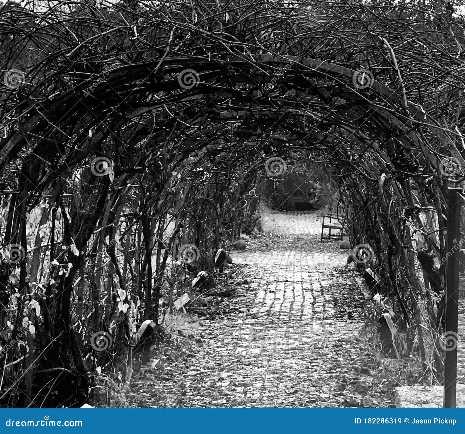 Arch of trees editorial stock image. Image of forming - 182286319