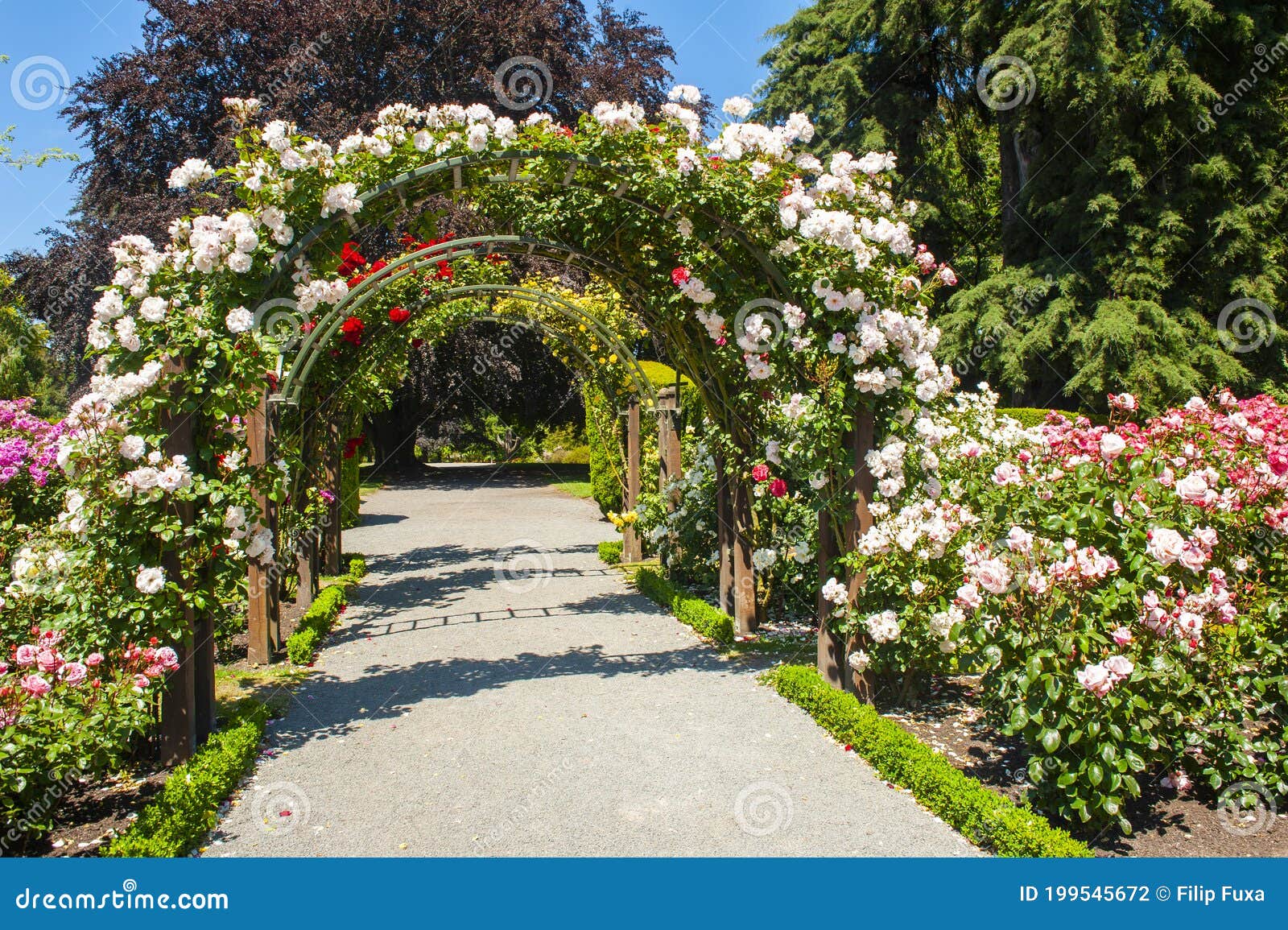 Arch with White Blooming Roses in the Garden Stock Photo - Image of ...