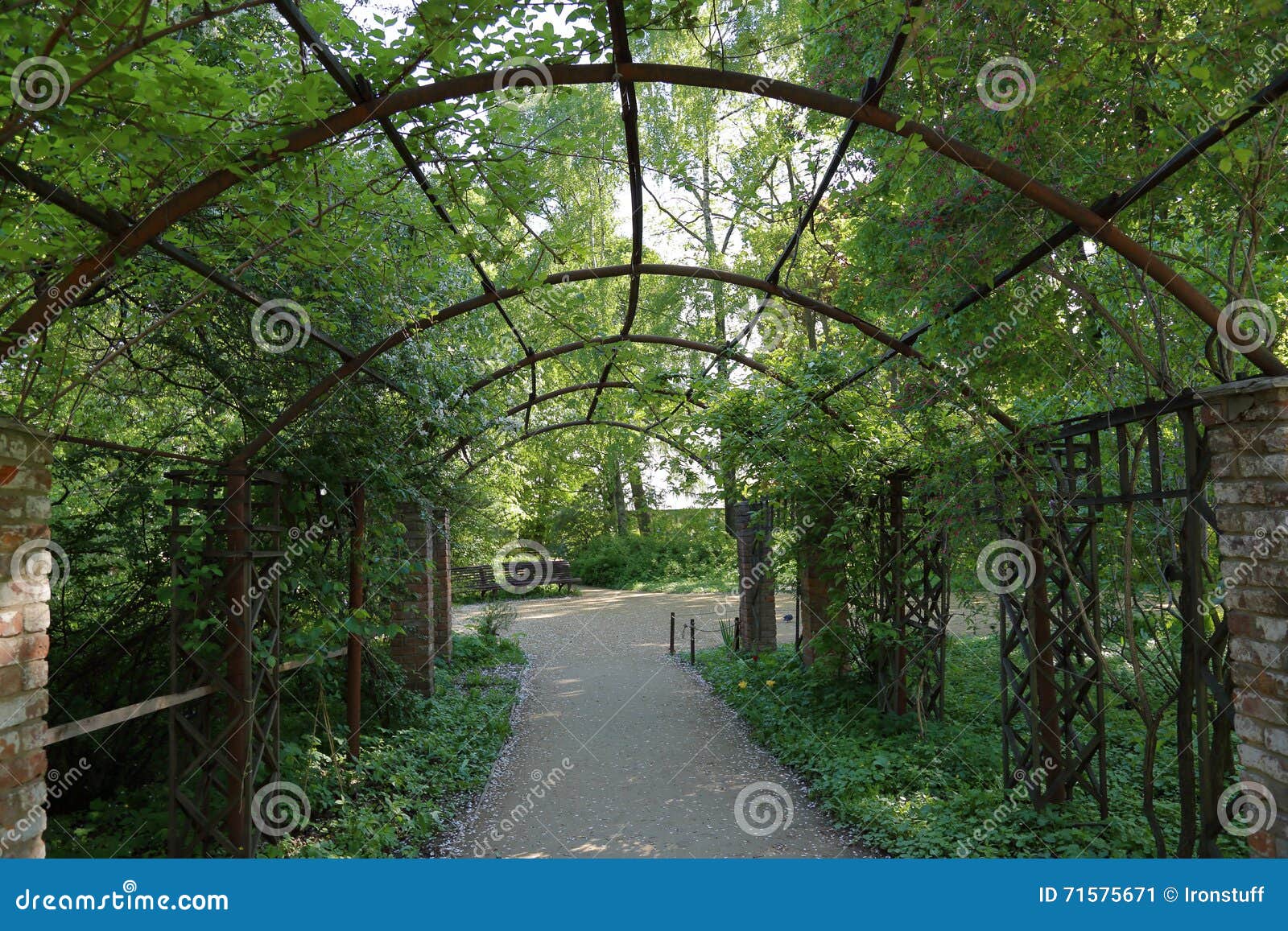 Arch of wild grapes stock image. Image of outdoors, arch - 71575671