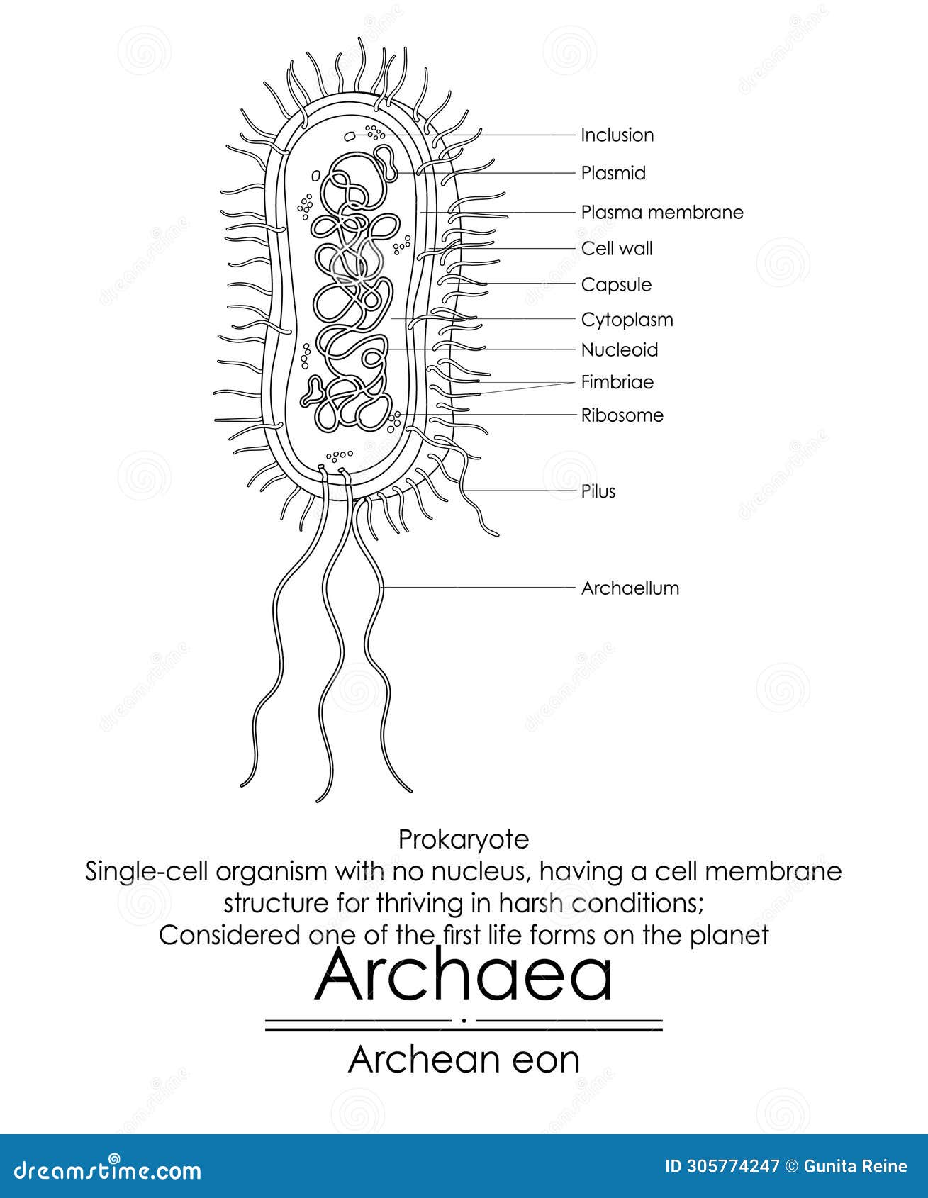 Archaea are Considered One of the First Life Forms Stock Illustration ...