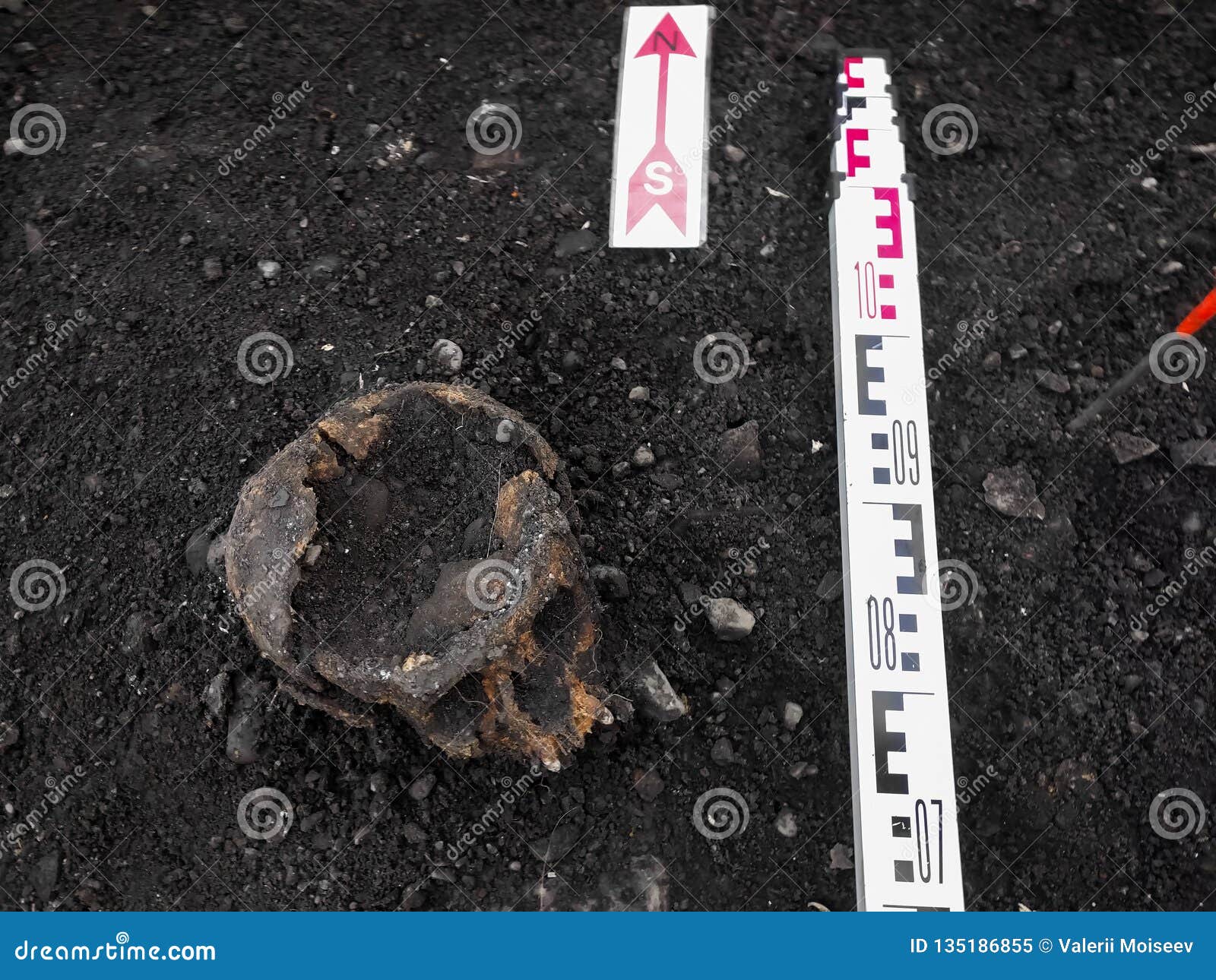Archaeological Excavation with Skull Still Half Buried in the Ground ...