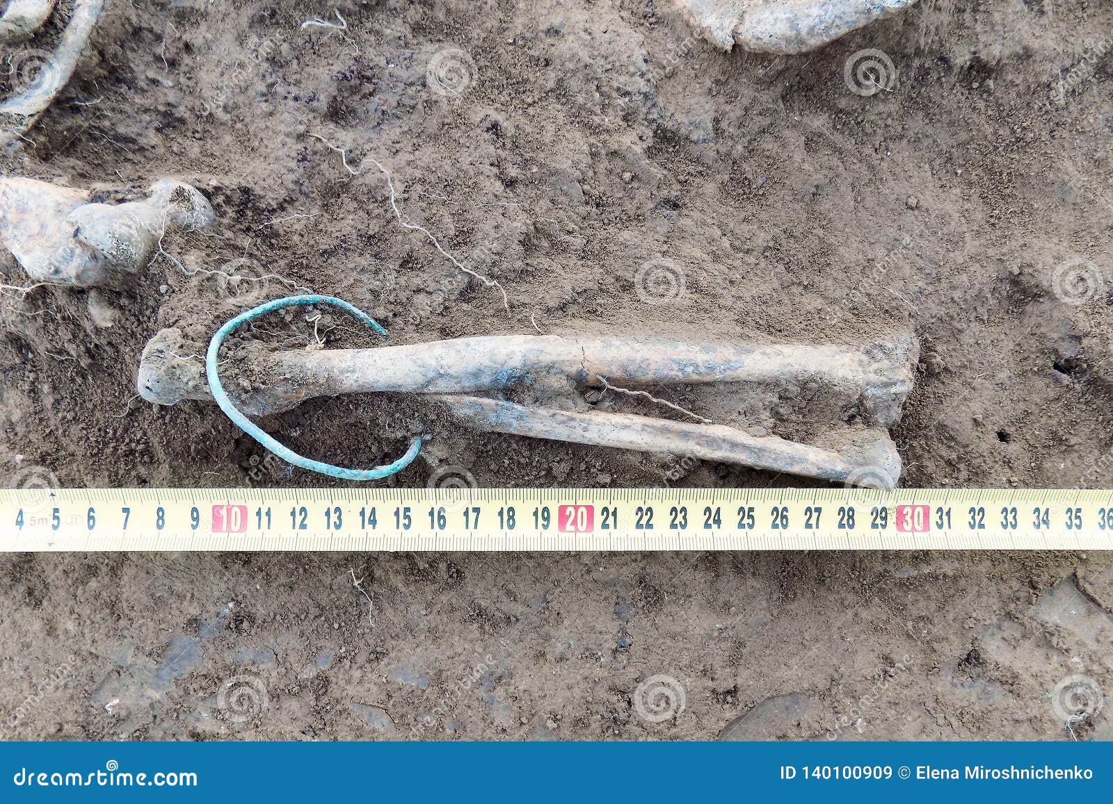 Archaeological Excavations. Human Remains Bones of Skeleton in the ...