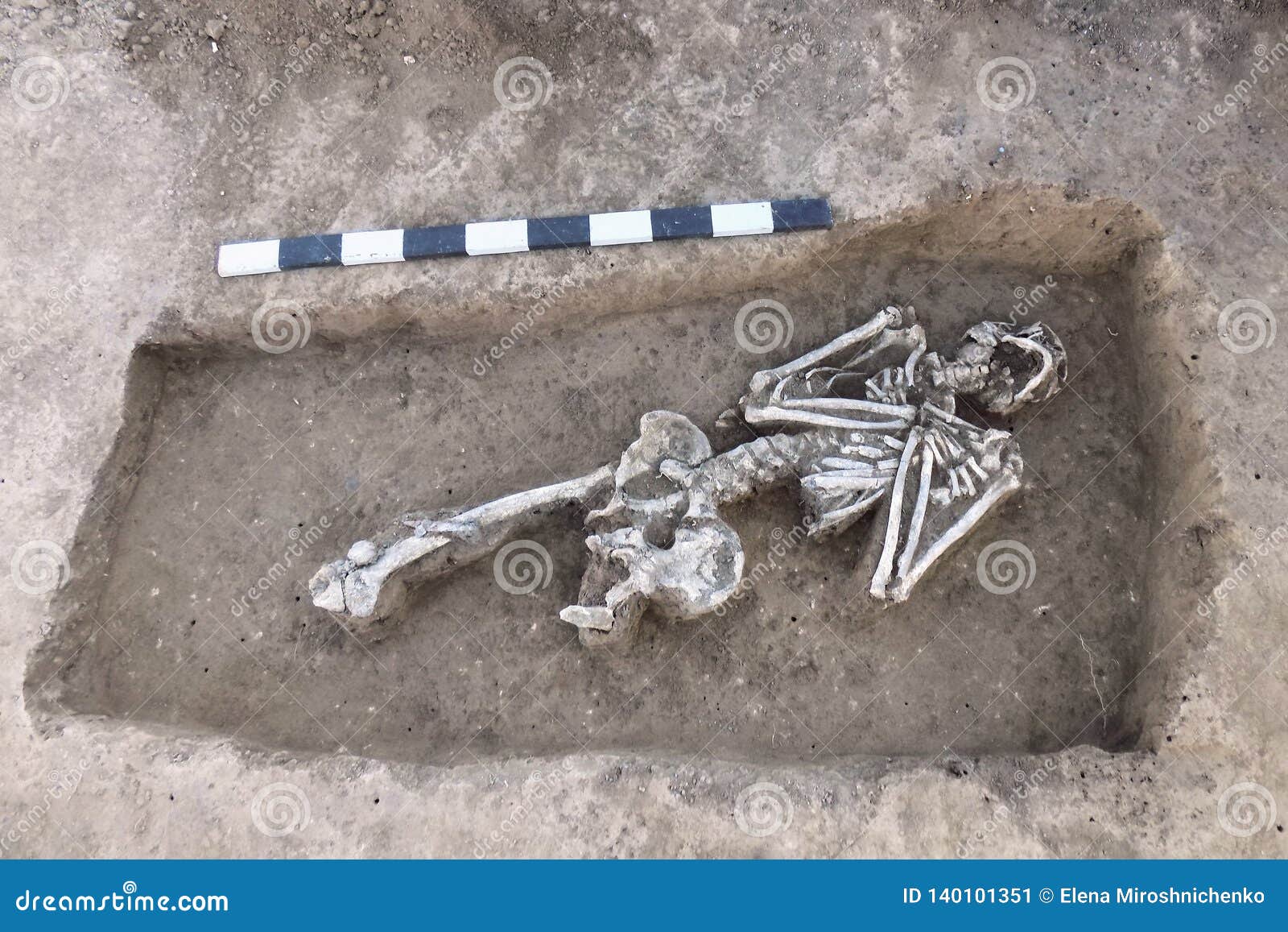 Archaeological Excavations. Human Remains Bones of Skeleton in the ...