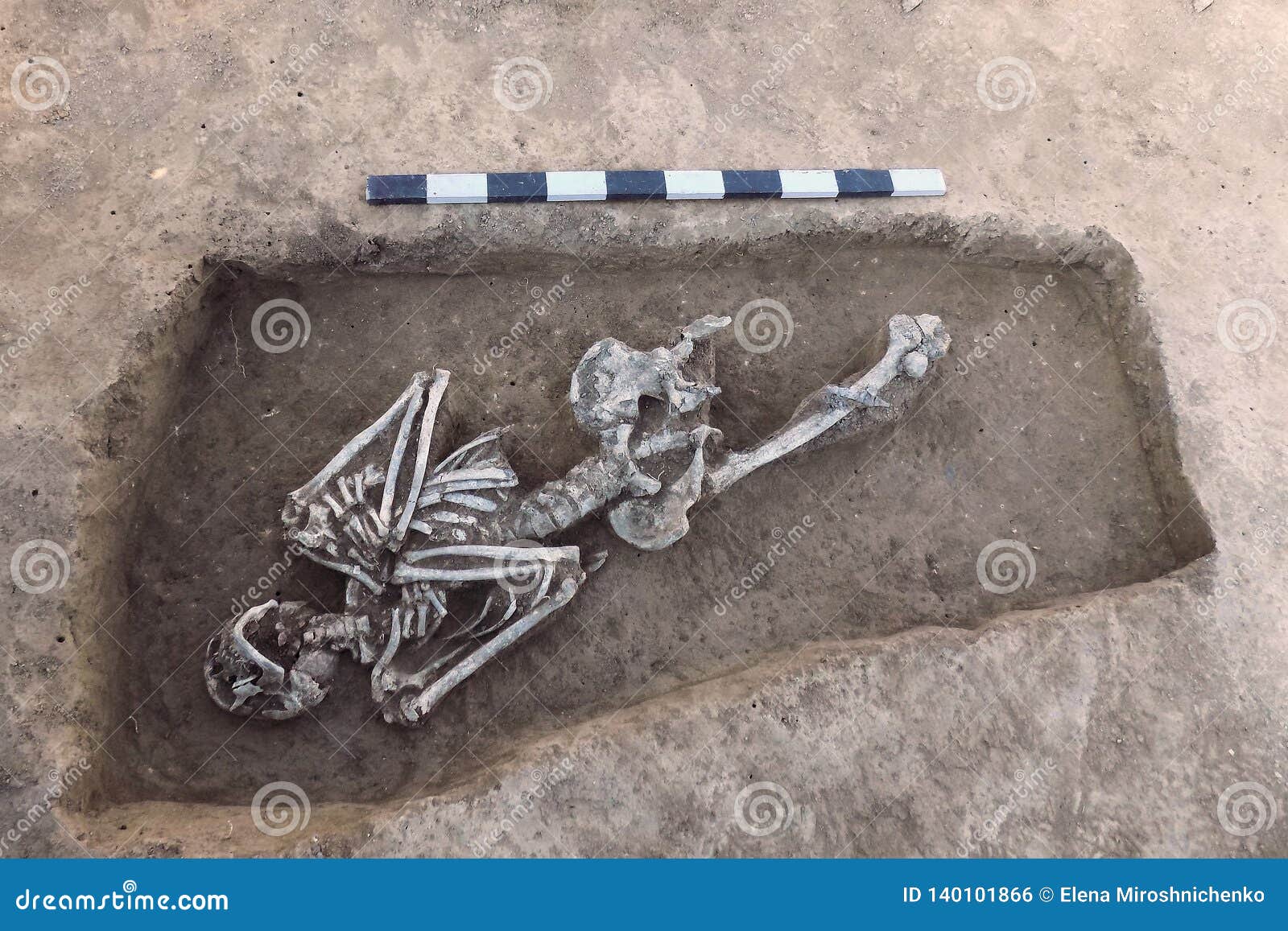 Archaeological Excavations. Human Remains Bones of Skeleton in the ...