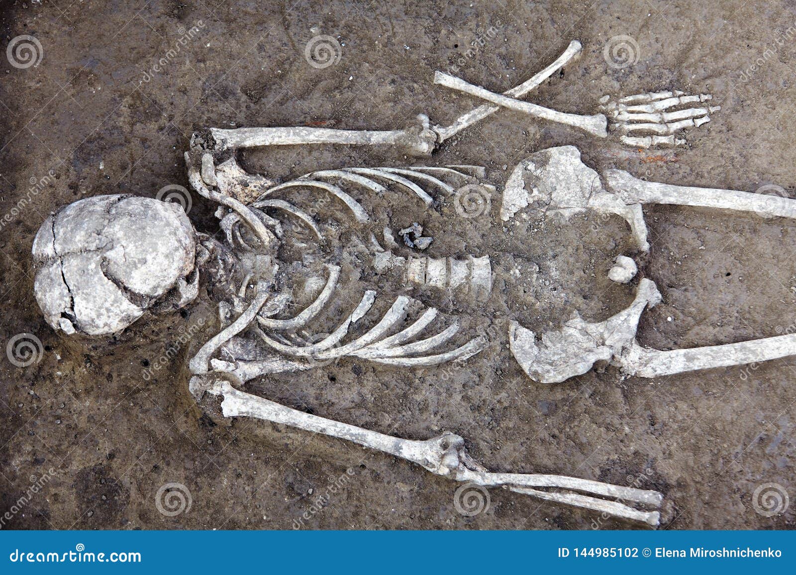 Archaeological Excavations. Human Remains Skeleton with Skull is Half ...