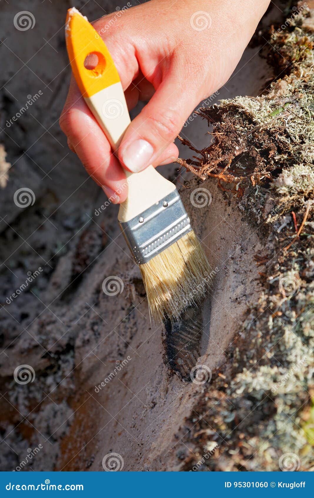 An Archaeological Find. Ancient Prehistoric Fossils. The First Living ...