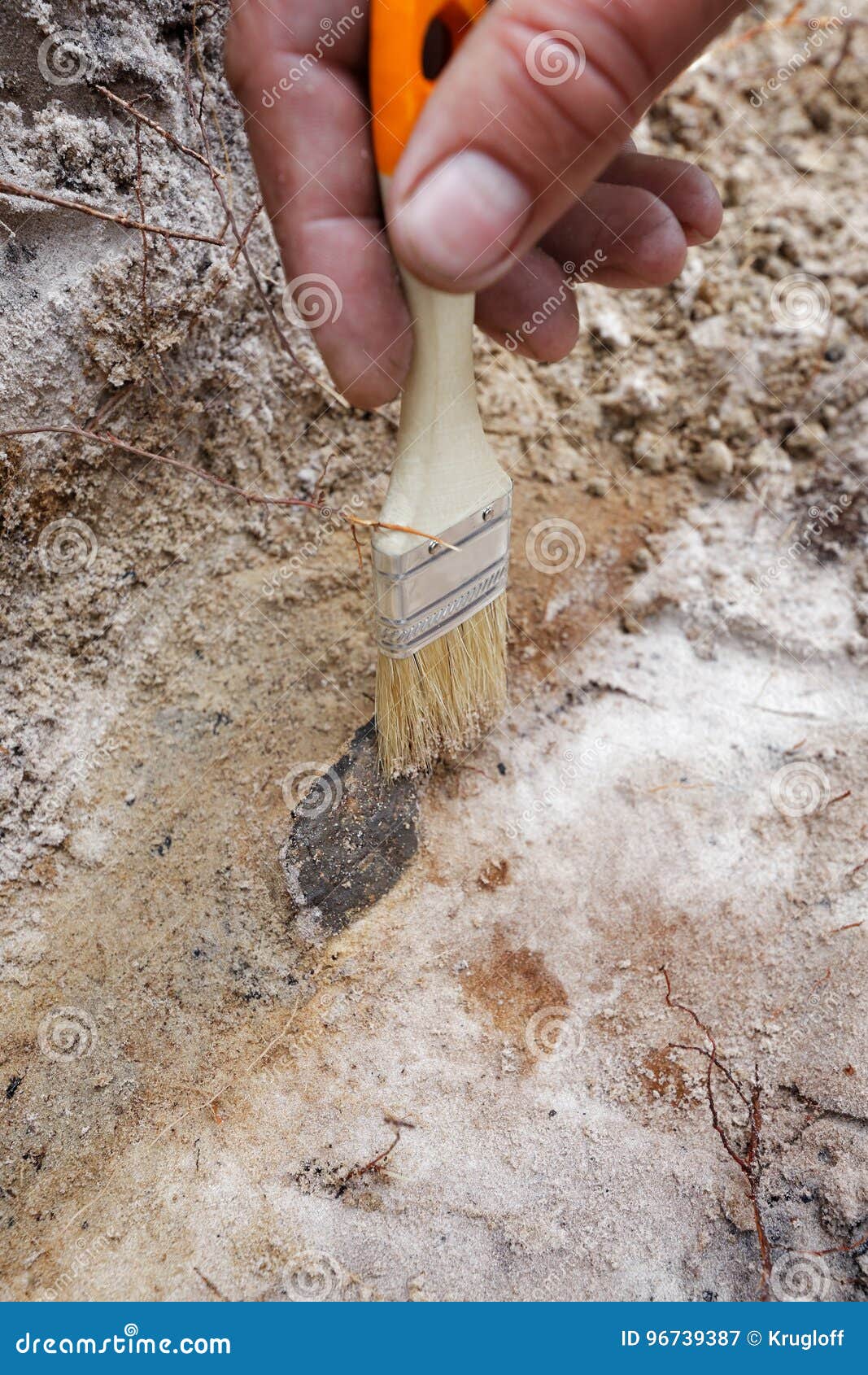 An Archaeological Find. Ancient Prehistoric Fossils. The First Living ...