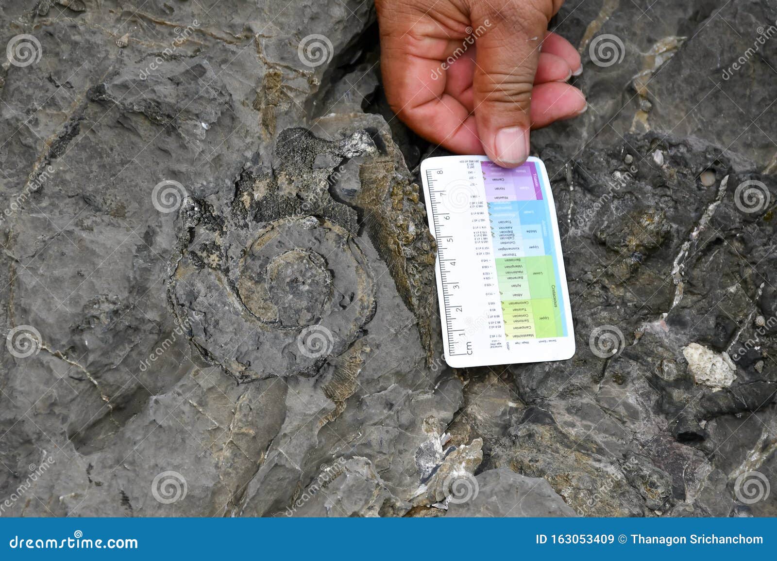 Archaeologists are Using Tools and Equipment To Explore Fossils Found ...