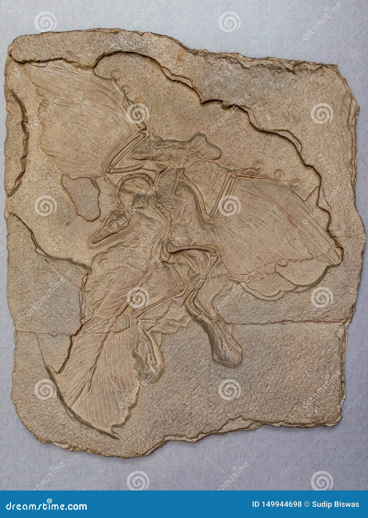 Archaeopteryx Fossil Bird Lithographica from Jurassic Lithographic ... Archaeopteryx Fossil Bird Lithographica from Jurassic Lithographic ...