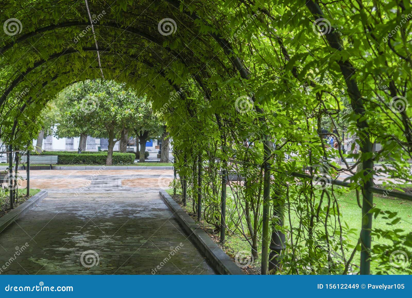 Arched Green Natural Tunnel from Plant Branches with Green Leaves in ... Arched Green Natural Tunnel from Plant Branches with Green Leaves in ...