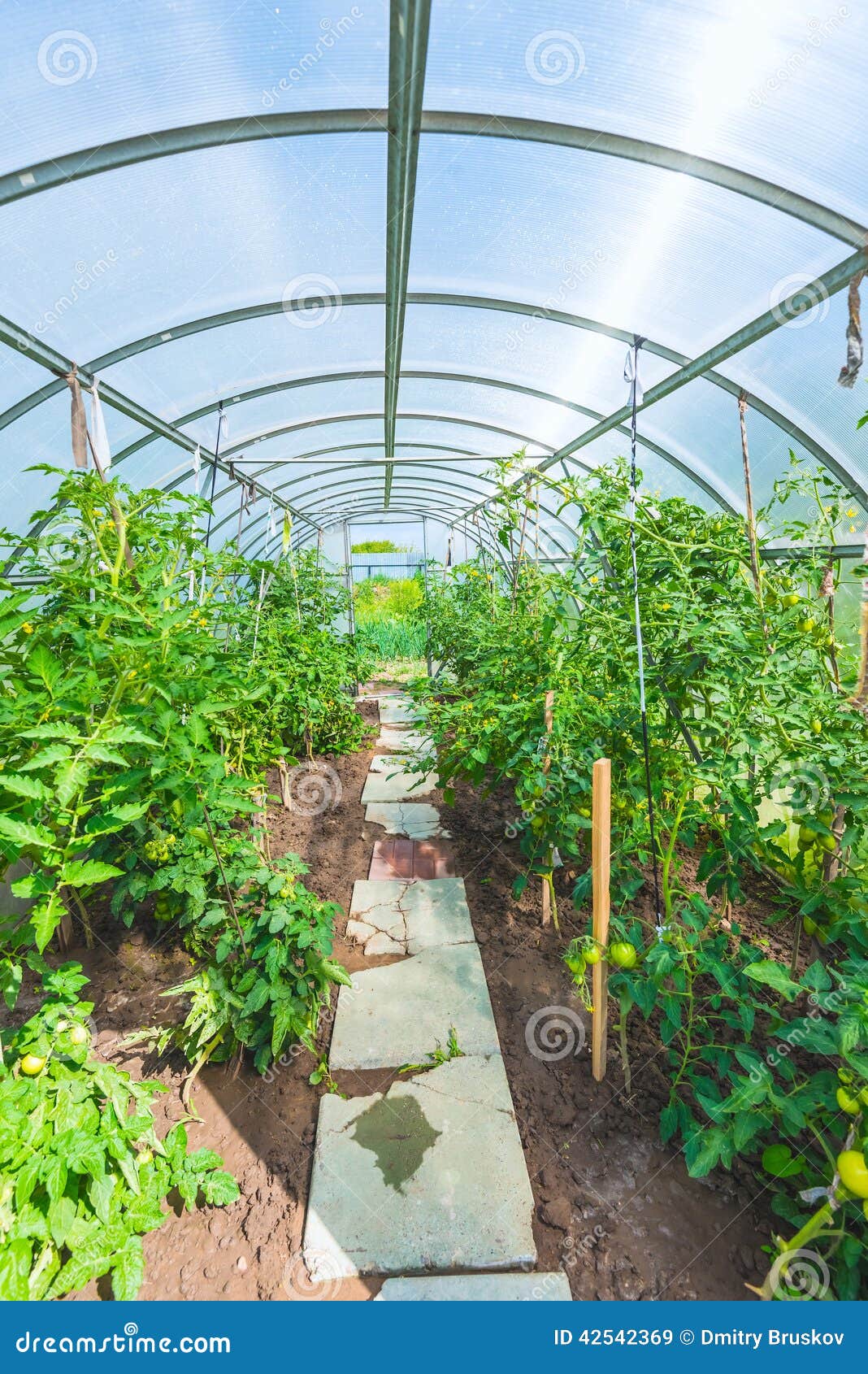 Arched greenhouse stock image. Image of growing, ecological - 42542369