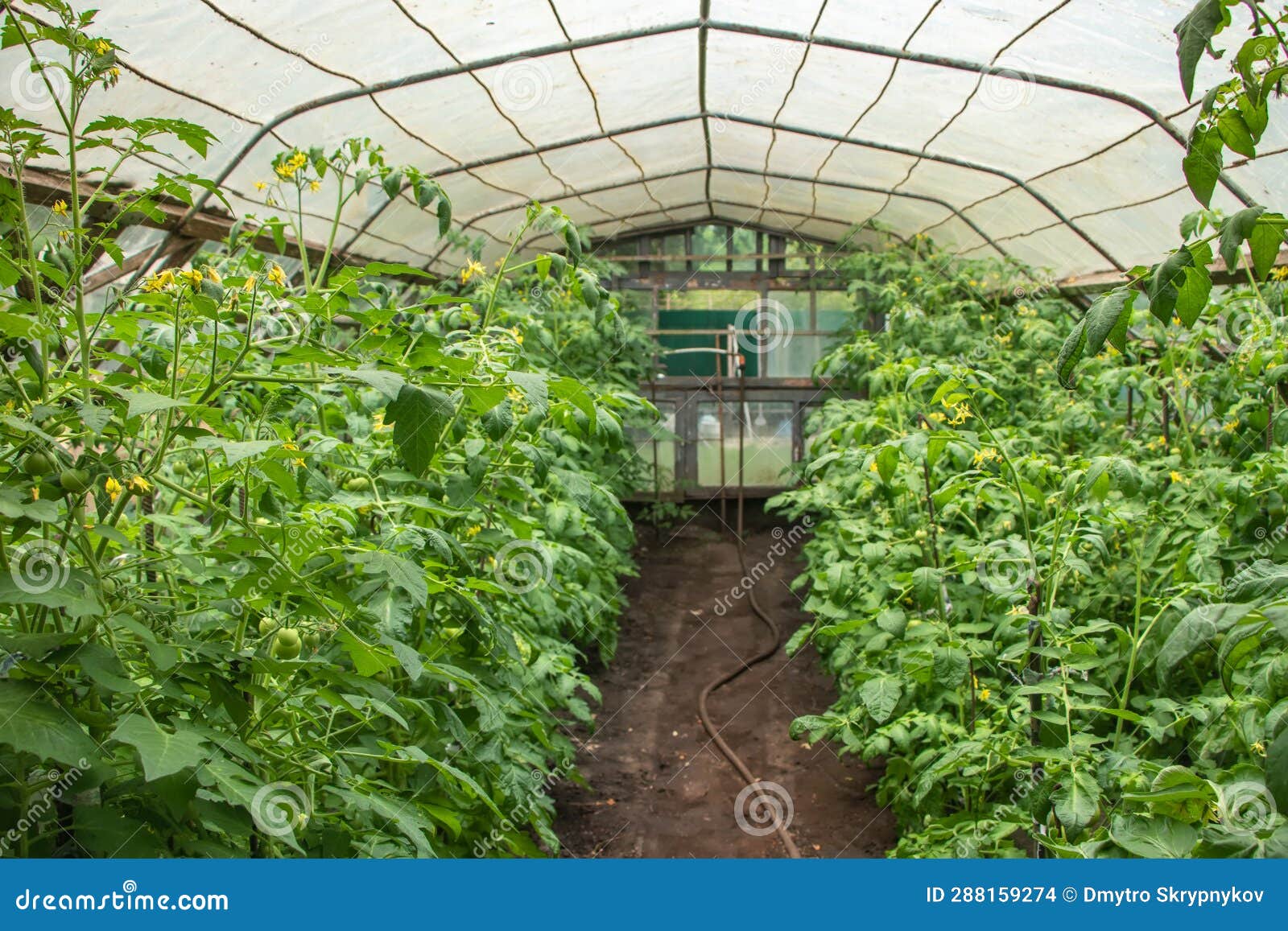Arched Greenhouse with Young Tomato Seedlings Stock Photo - Image of ...