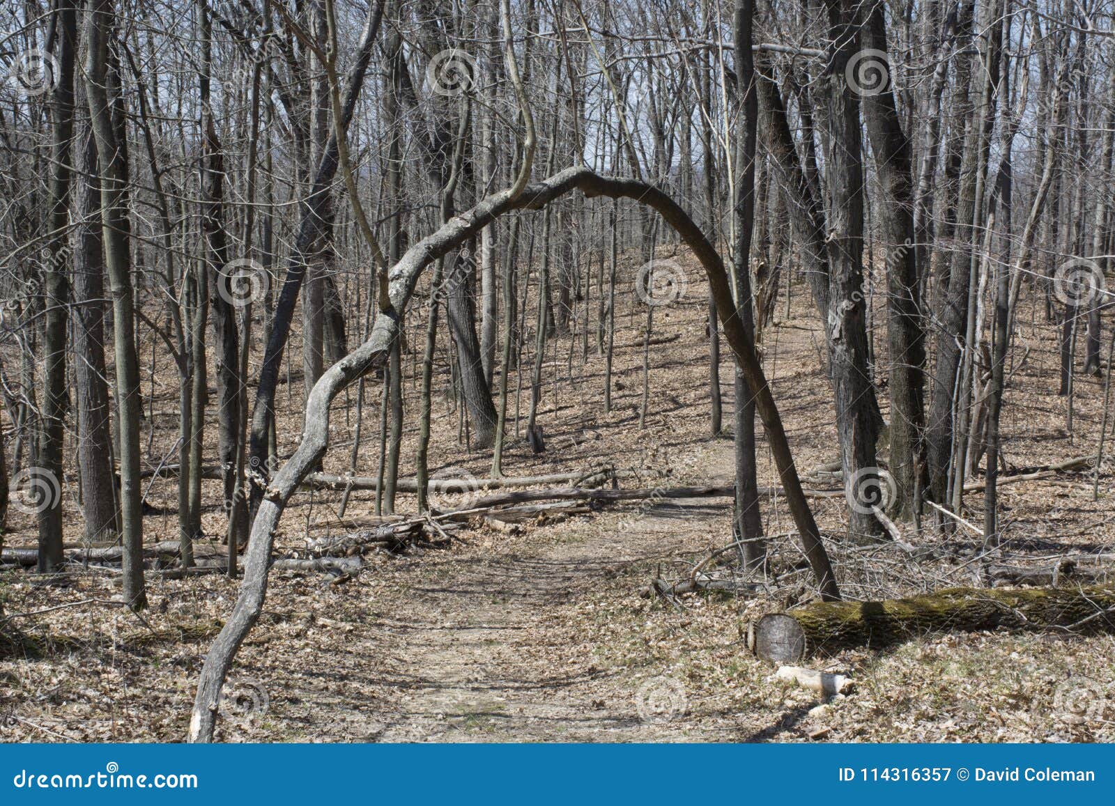 Arched Tree and Hiking Path Stock Image - Image of archway, forest ...