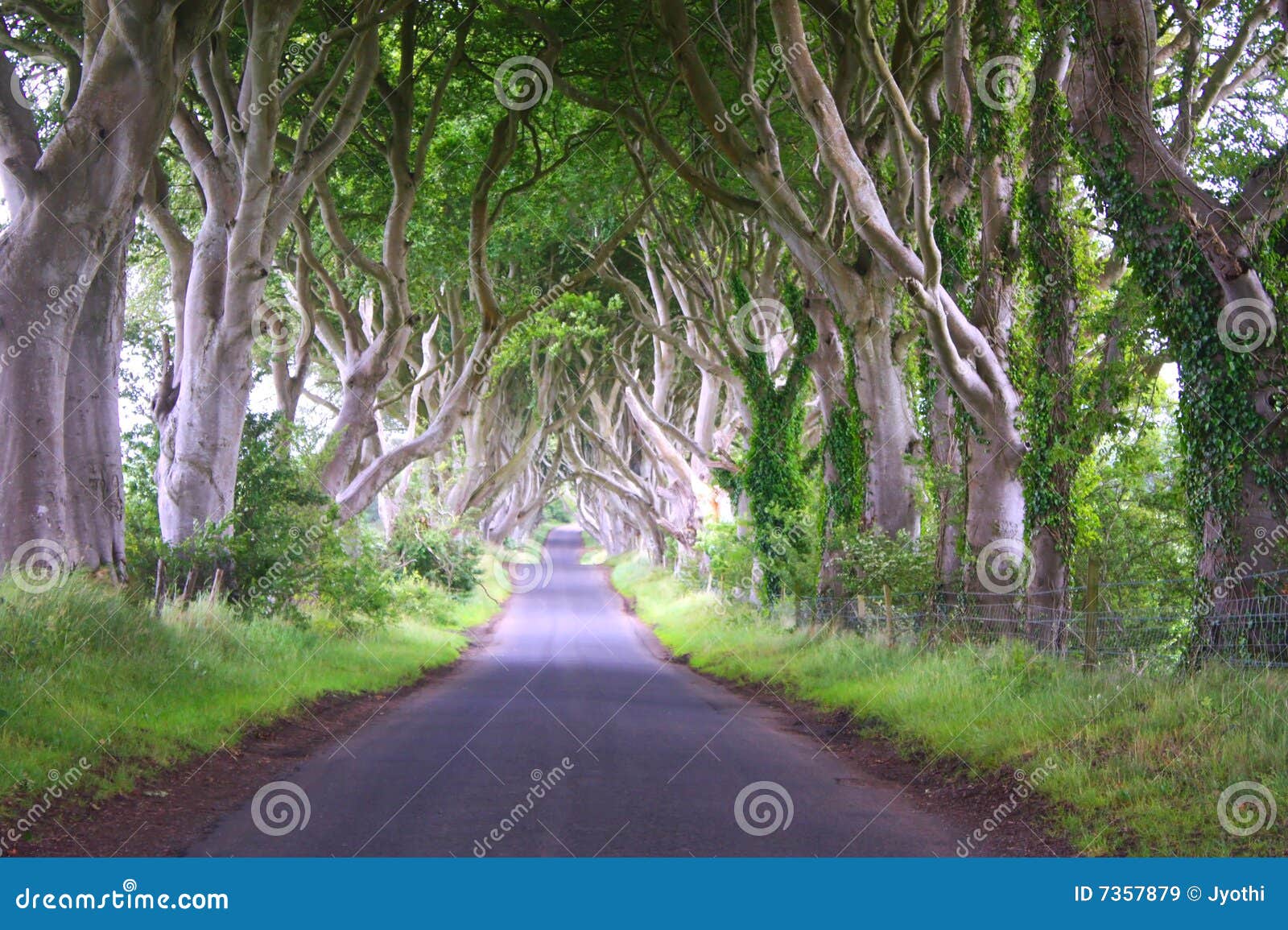 Arched trees stock image. Image of forest, grass, arched - 7357879