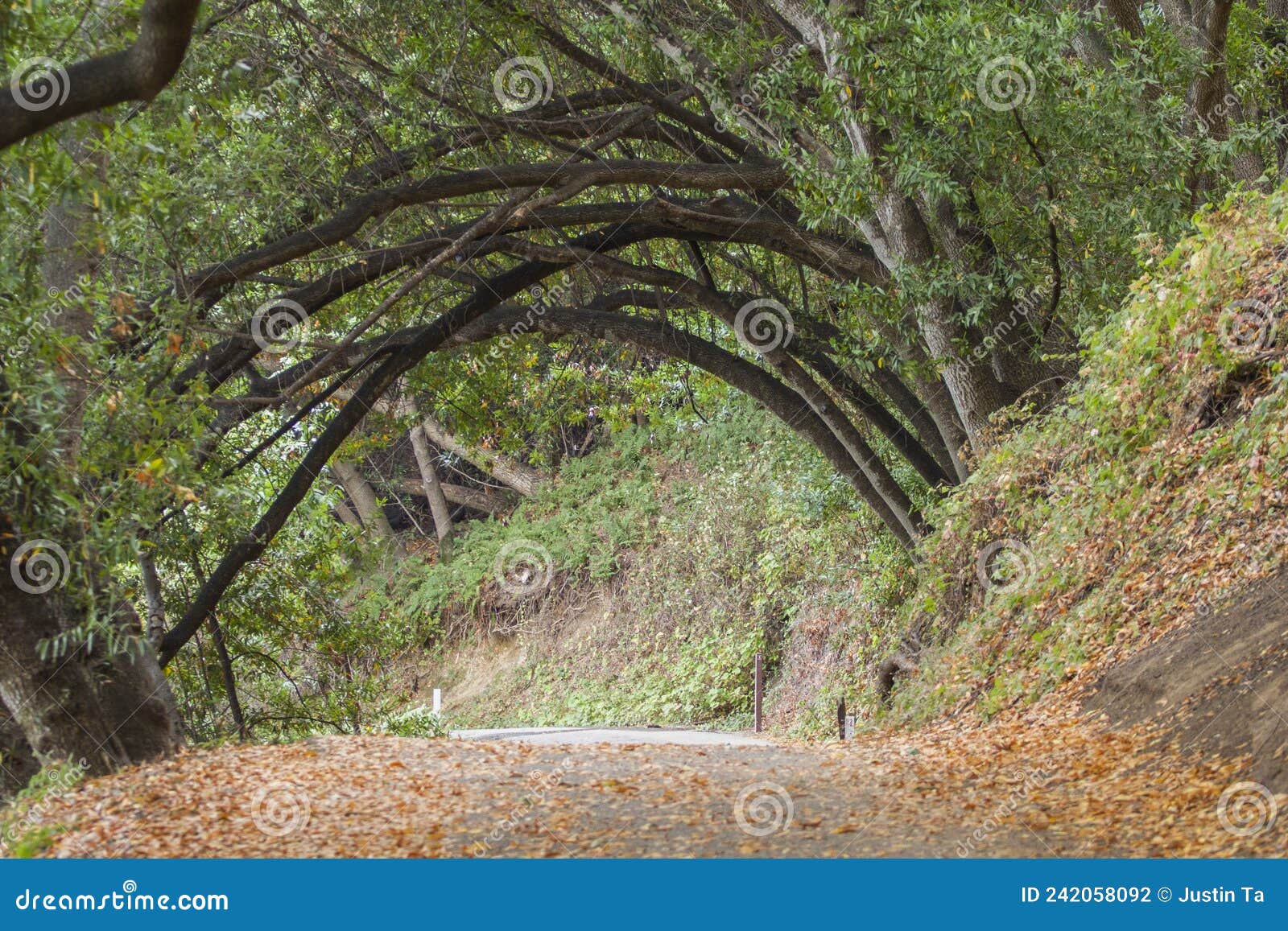 Arched Trees Over a Man Made Trail Stock Photo - Image of foliage, park ...
