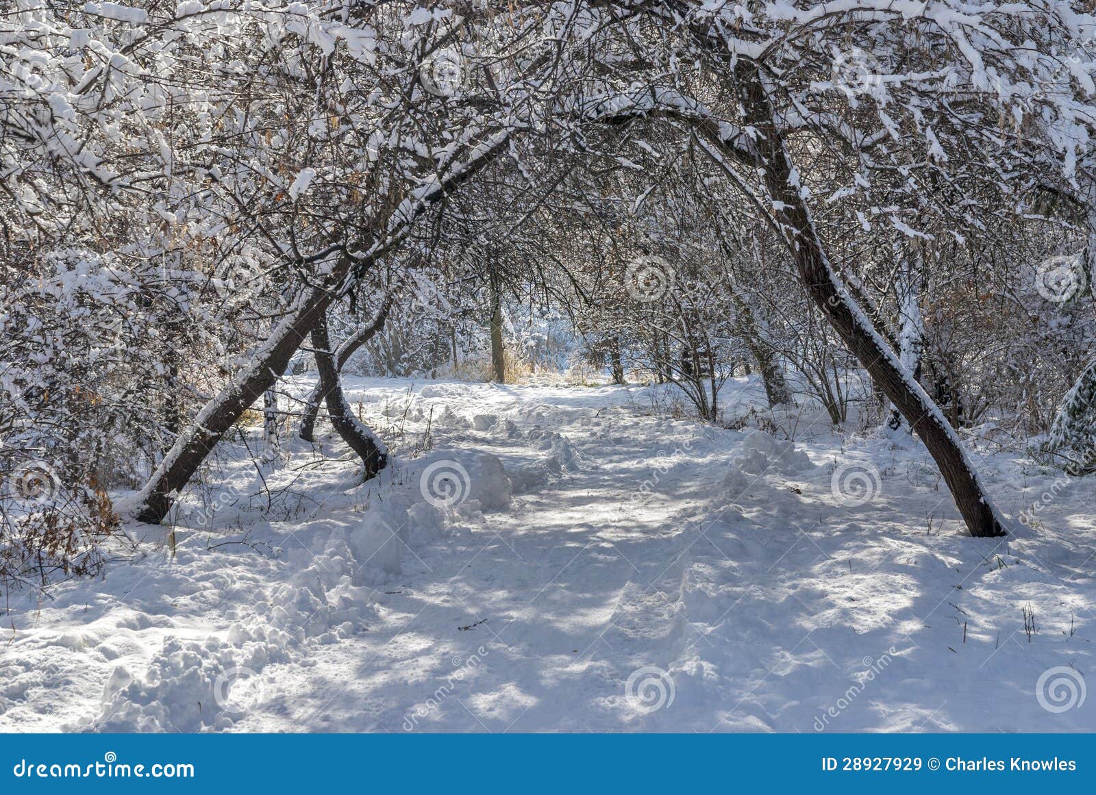 Arched Trees Over a Path through the Snow Stock Image - Image of park ...