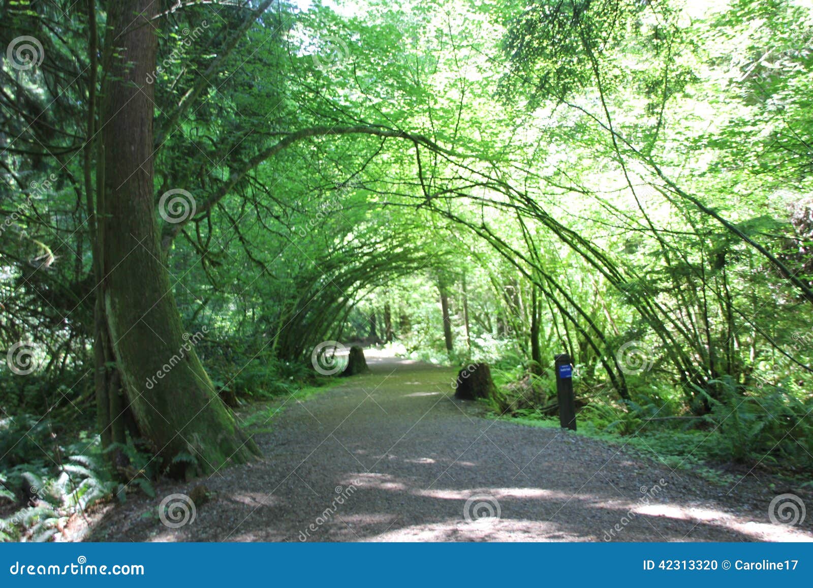 Arched Vine Maple stock photo. Image of tree, arched - 42313320