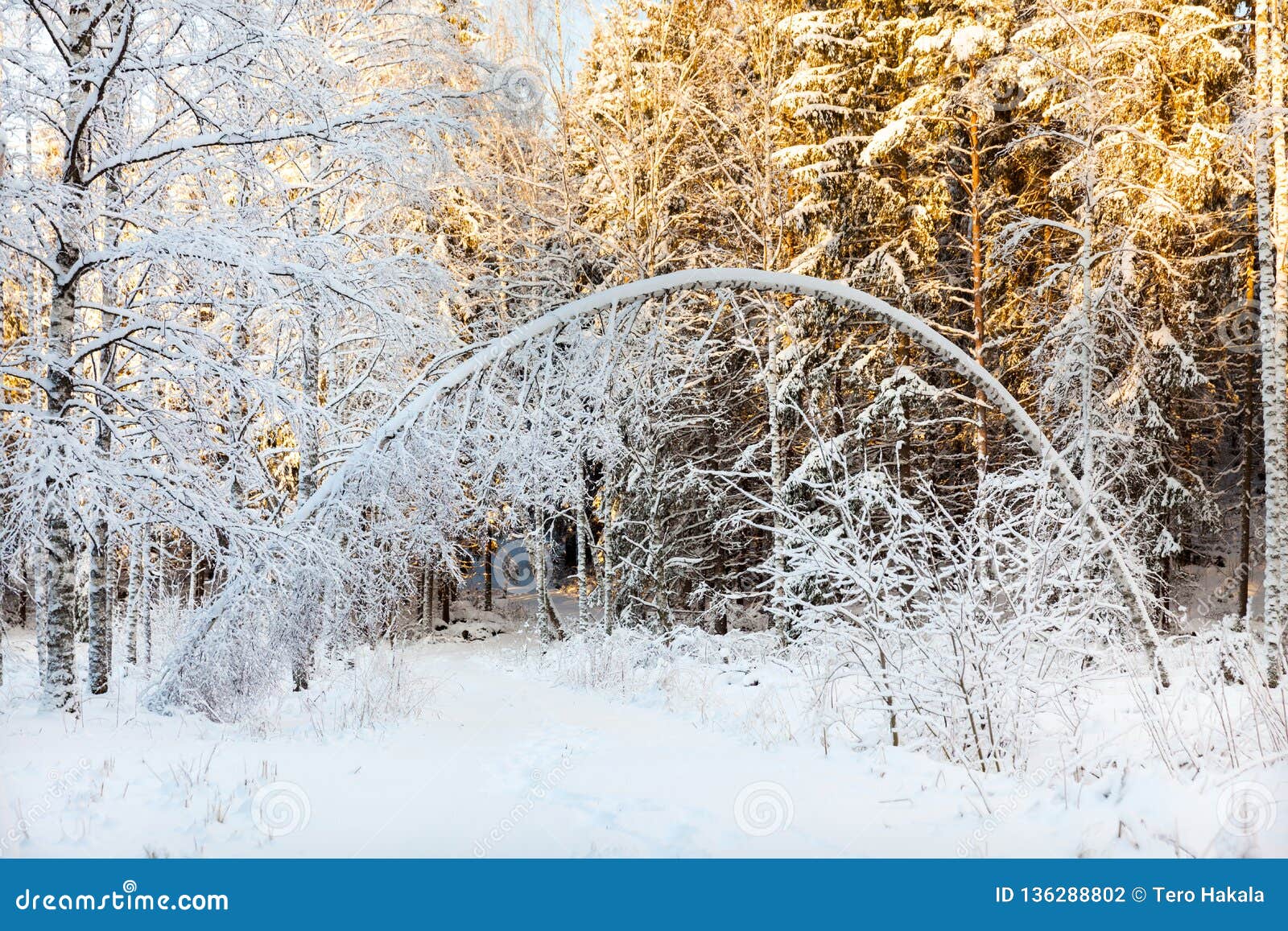 Arched White Birche in Snowy Forest in Sunshine Stock Photo - Image of ...
