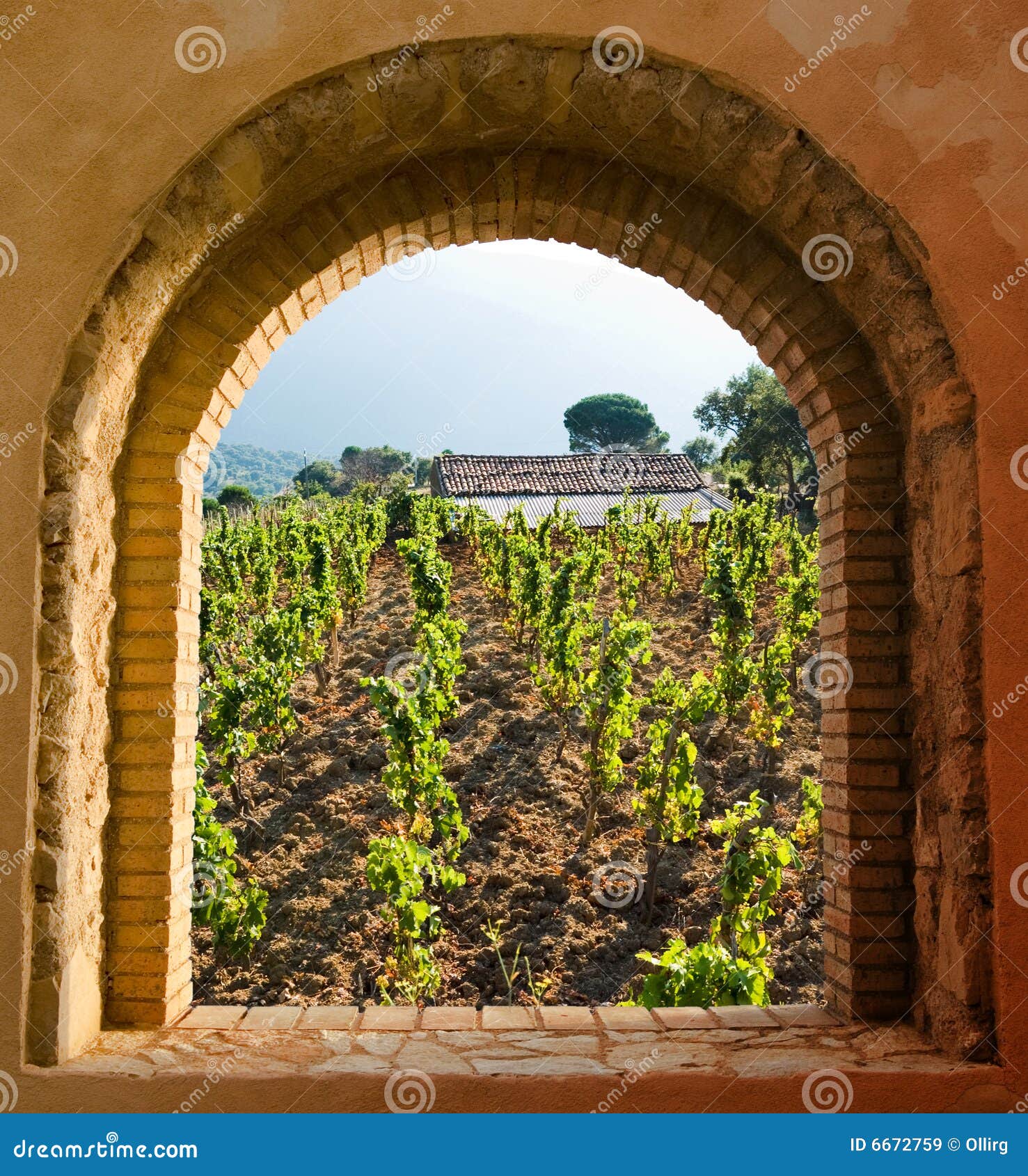Arched Window on the Vineyard Stock Image - Image of growing ...