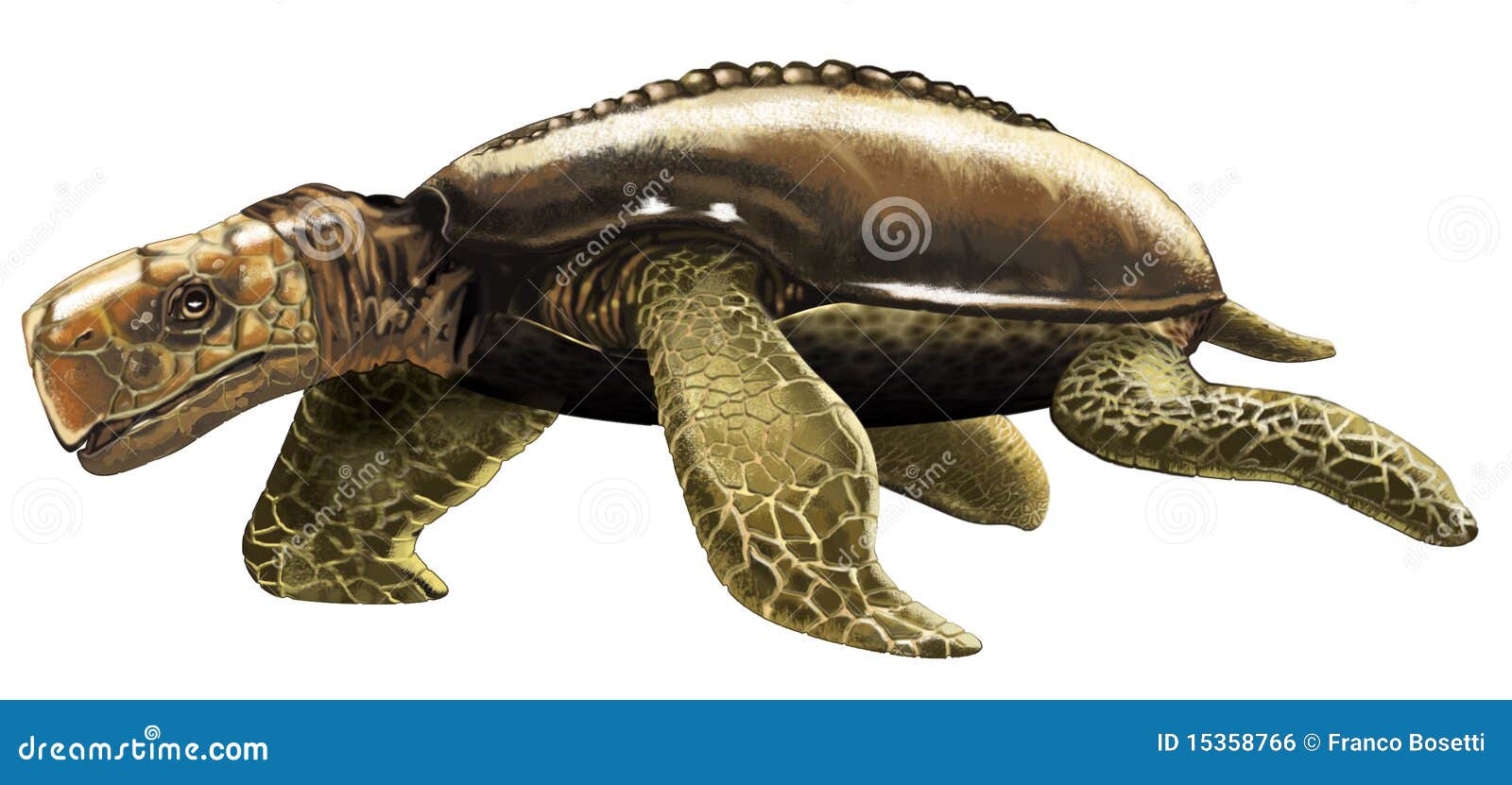 Archelon dinos stock illustration. Illustration of extinction - 15358766