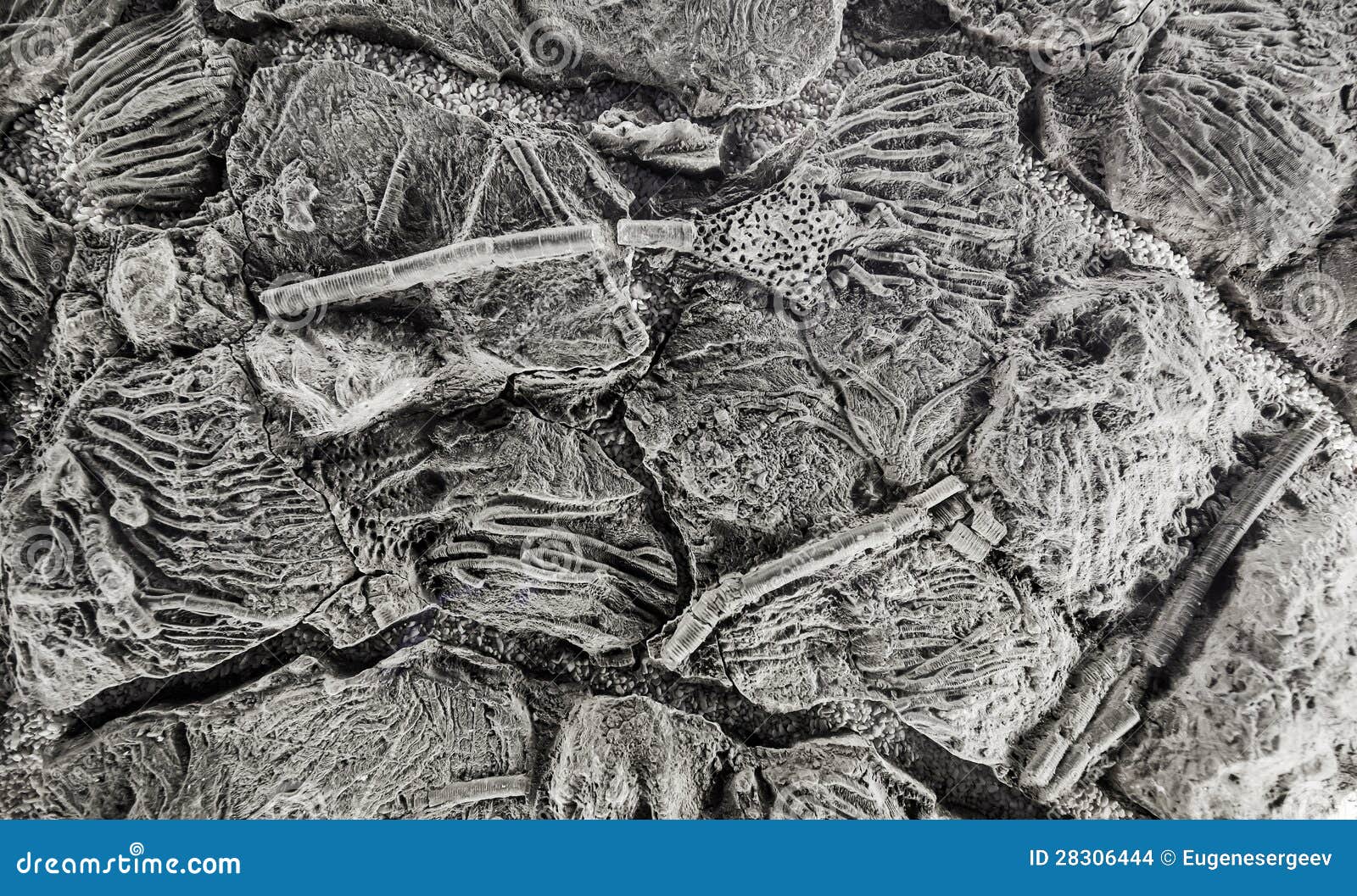 Archeology Abstract Fossil Background Stock Photo - Image of life, dark ...